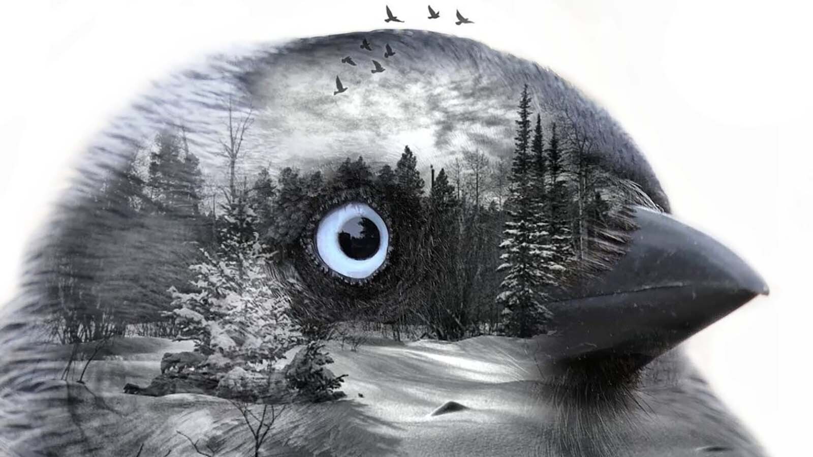 Casper Artist's Unique Wildlife - Landscape Fusions Gain International ...