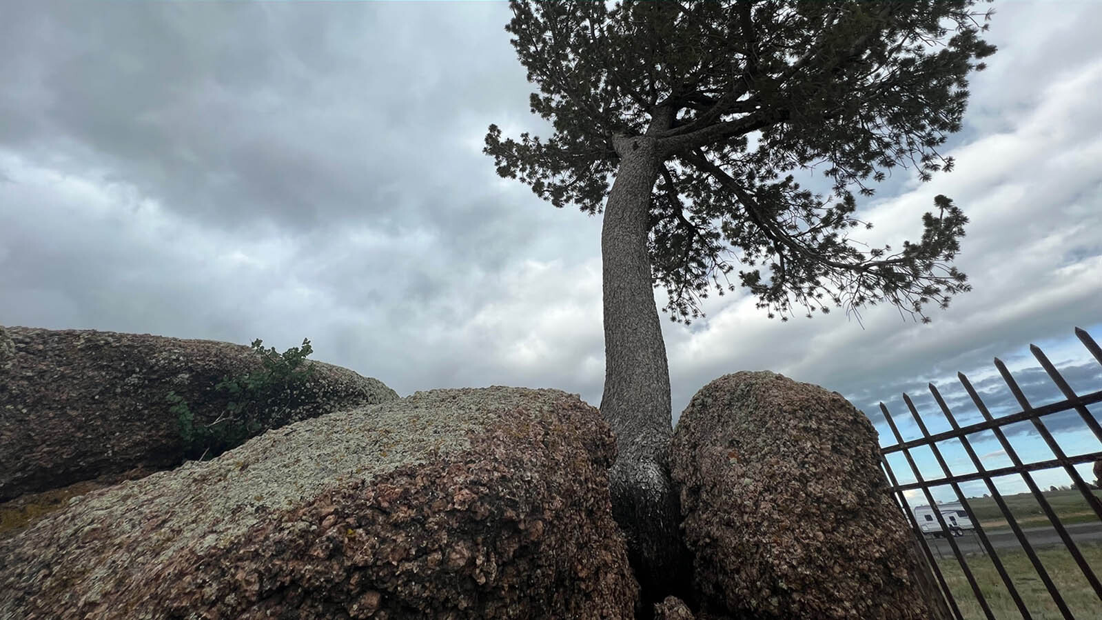 What the heck is … That Lonely Tree Growing Out Of A Rock In The Middle ...