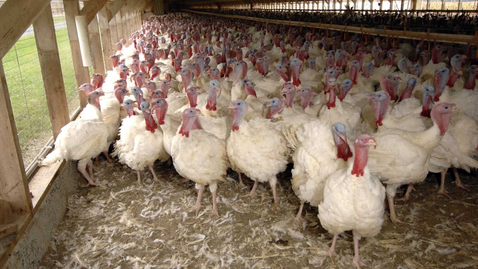 More Than 420,000 Turkeys Killed In South Dakota As Bird Flu Marches ...