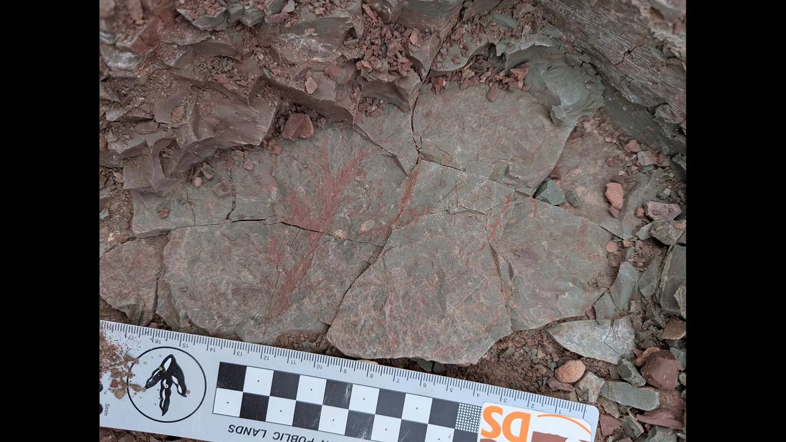 Reserve Of Prehistoric Dinosaur Fossils Discovered Next To Utah ...