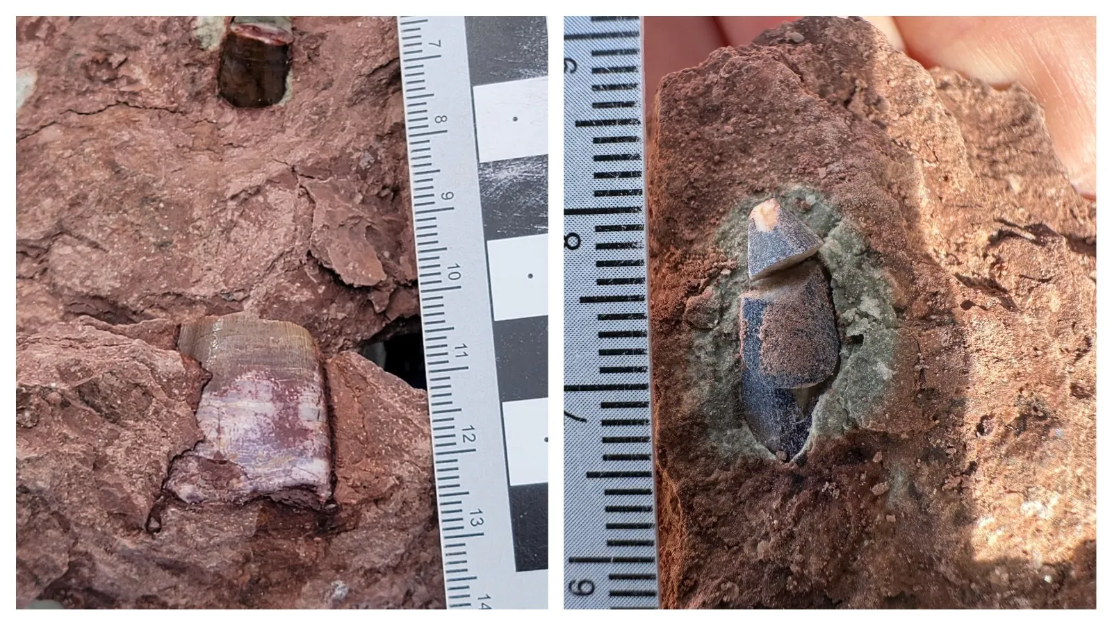 Reserve Of Prehistoric Dinosaur Fossils Discovered Next To Utah ...