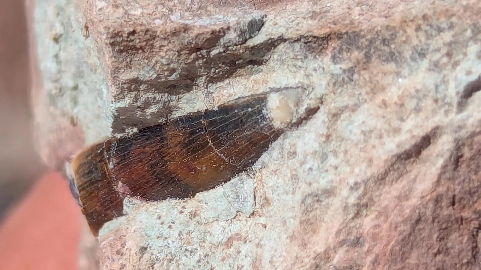 Reserve Of Prehistoric Dinosaur Fossils Discovered Next To Utah ...