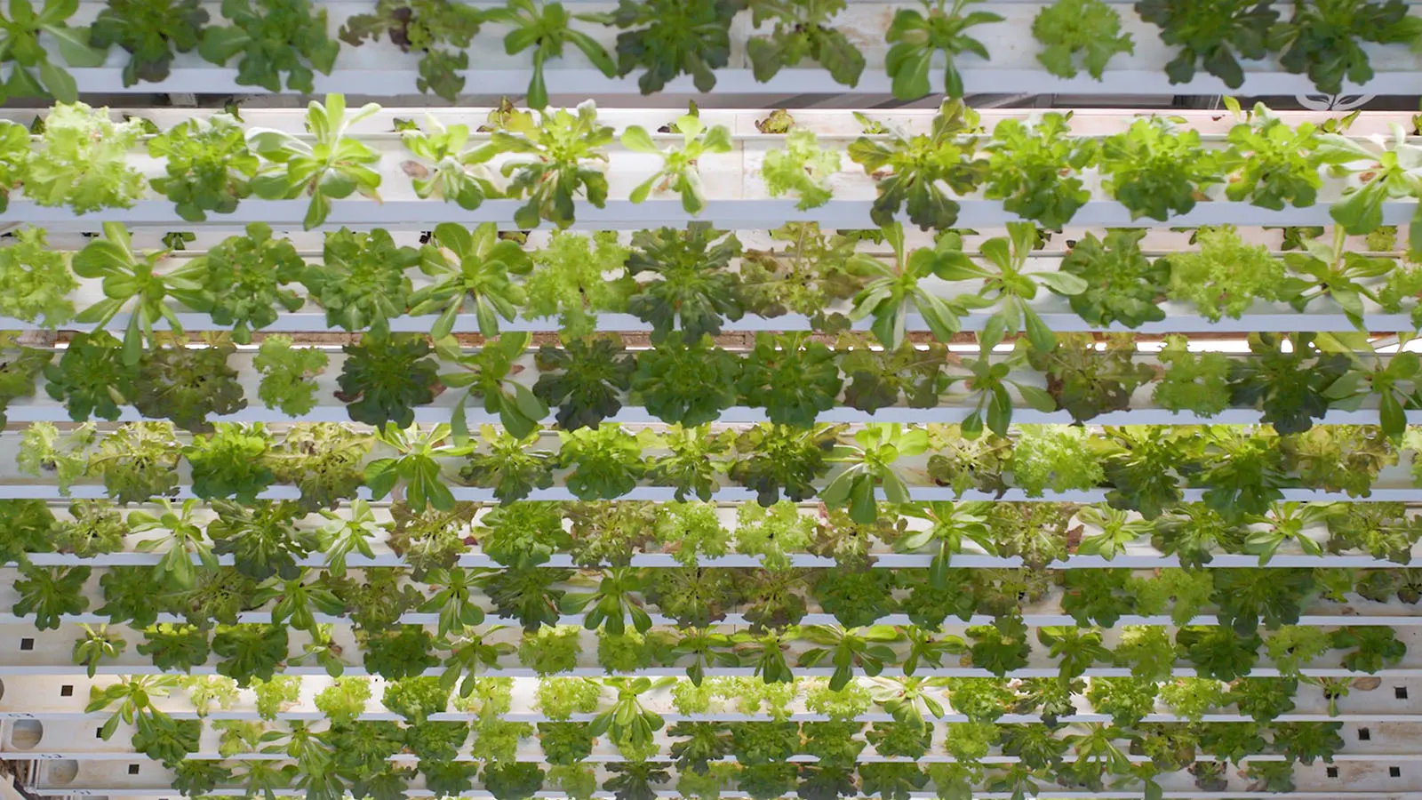 Jackson’s Vertical Hydroponic Farm Goes National With First-Of-Its-Kind ...