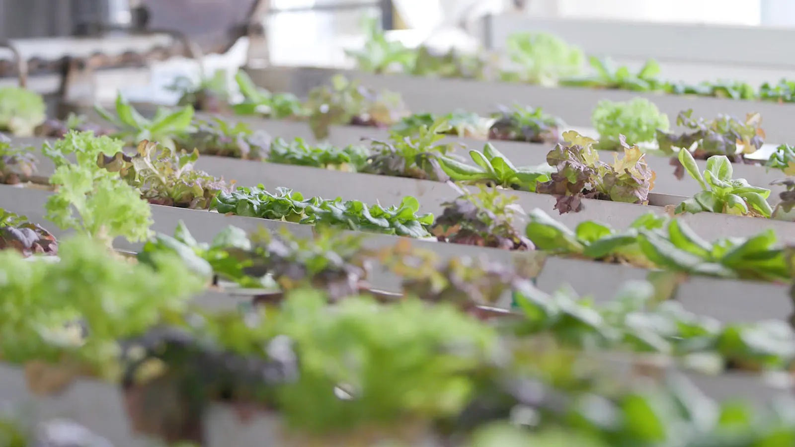 Jackson’s Vertical Hydroponic Farm Goes National With First-Of-Its-Kind ...