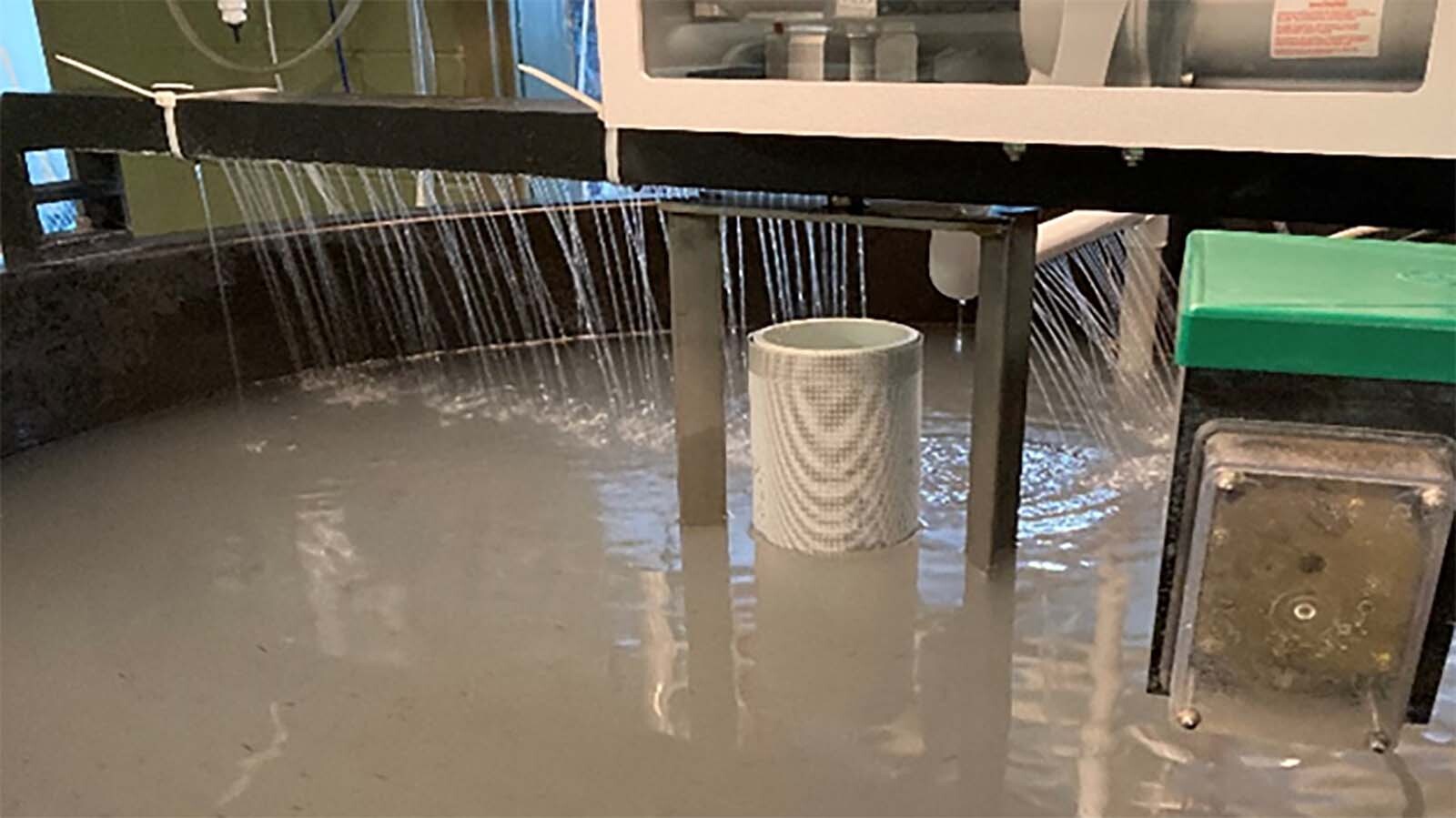 Future For Wyoming's Walleye Fishing Shaky As Major Hatchery Faces ...