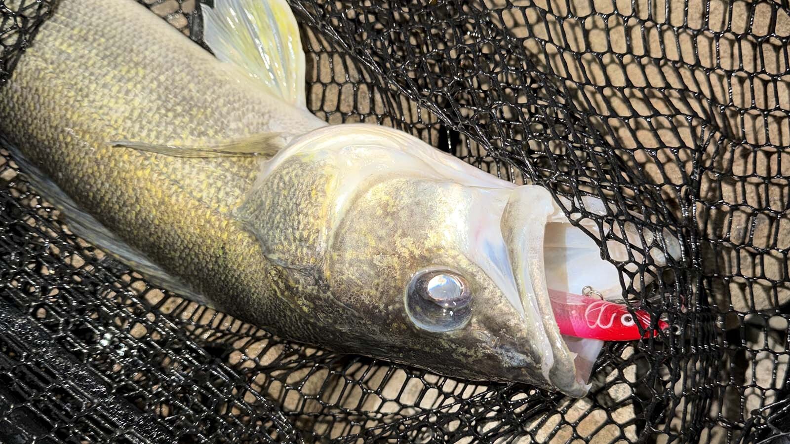 Future For Wyoming's Walleye Fishing Shaky As Major Hatchery Faces ...