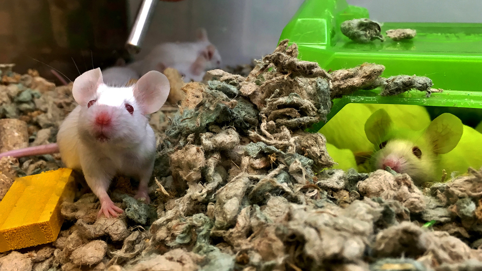 Wyoming History: When The Waltzing Mouse Was The Most Popular Pet In ...