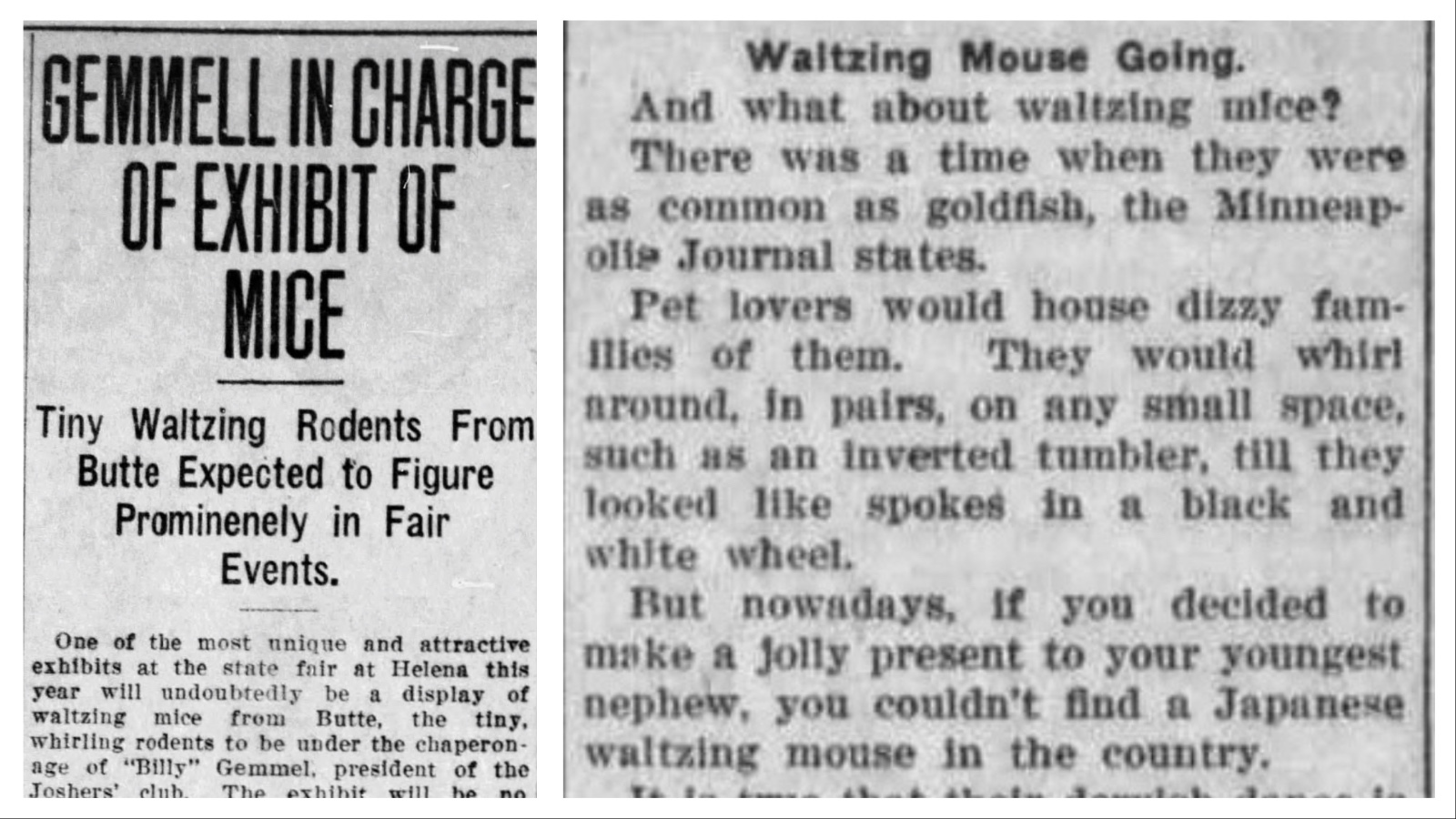 Wyoming History: When The Waltzing Mouse Was The Most Popular Pet In ...