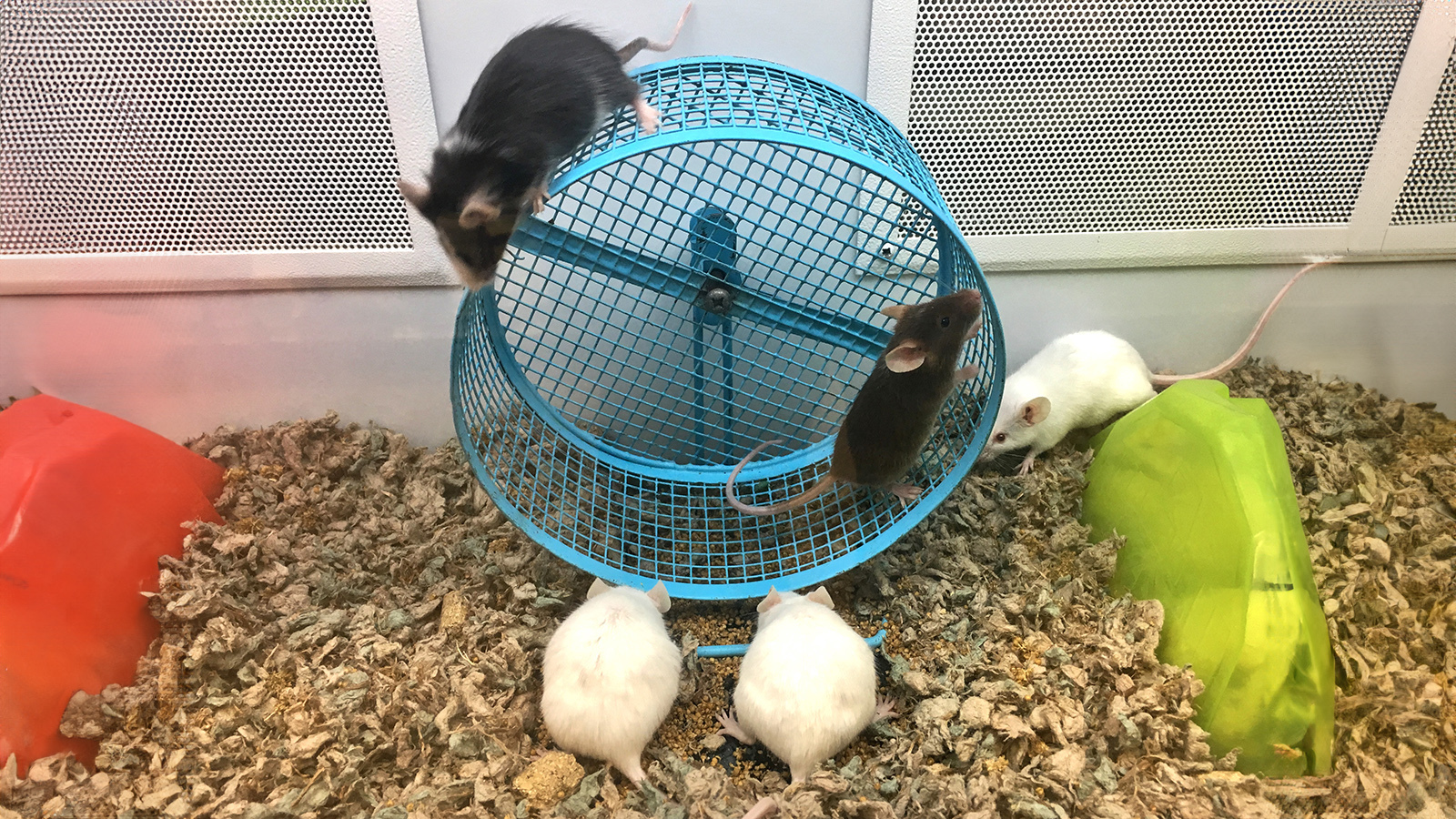 Wyoming History: When The Waltzing Mouse Was The Most Popular Pet In ...