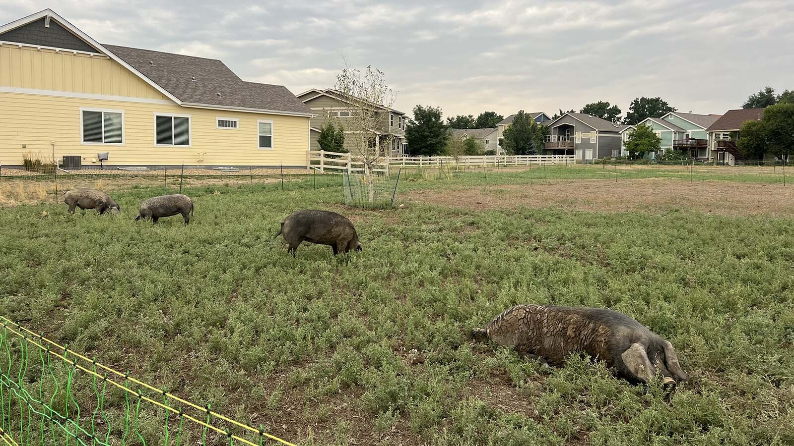 Fort Collins Calls In 600-Pound Hogs To Root Out Weeds; Are They Better ...