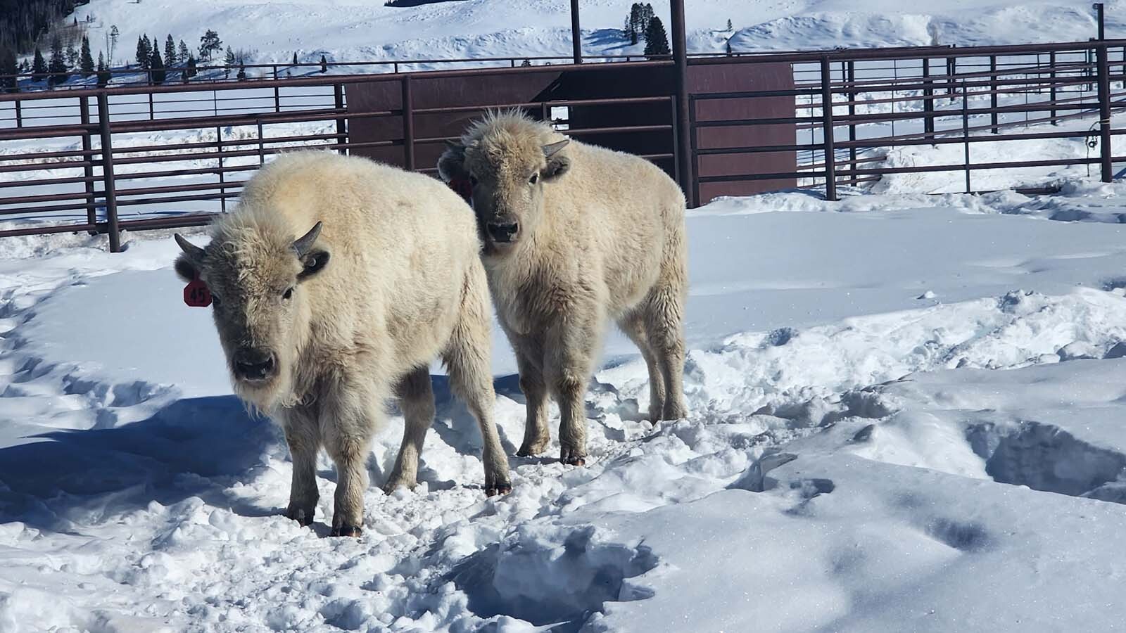 17 White Bison Thrive At Billionaire Joe Ricketts’ Jackson Fork Ranch ...