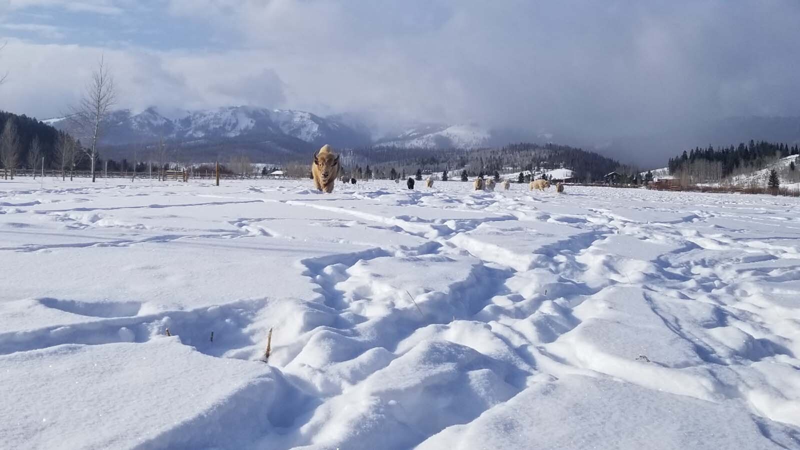 17 White Bison Thrive At Billionaire Joe Ricketts’ Jackson Fork Ranch ...