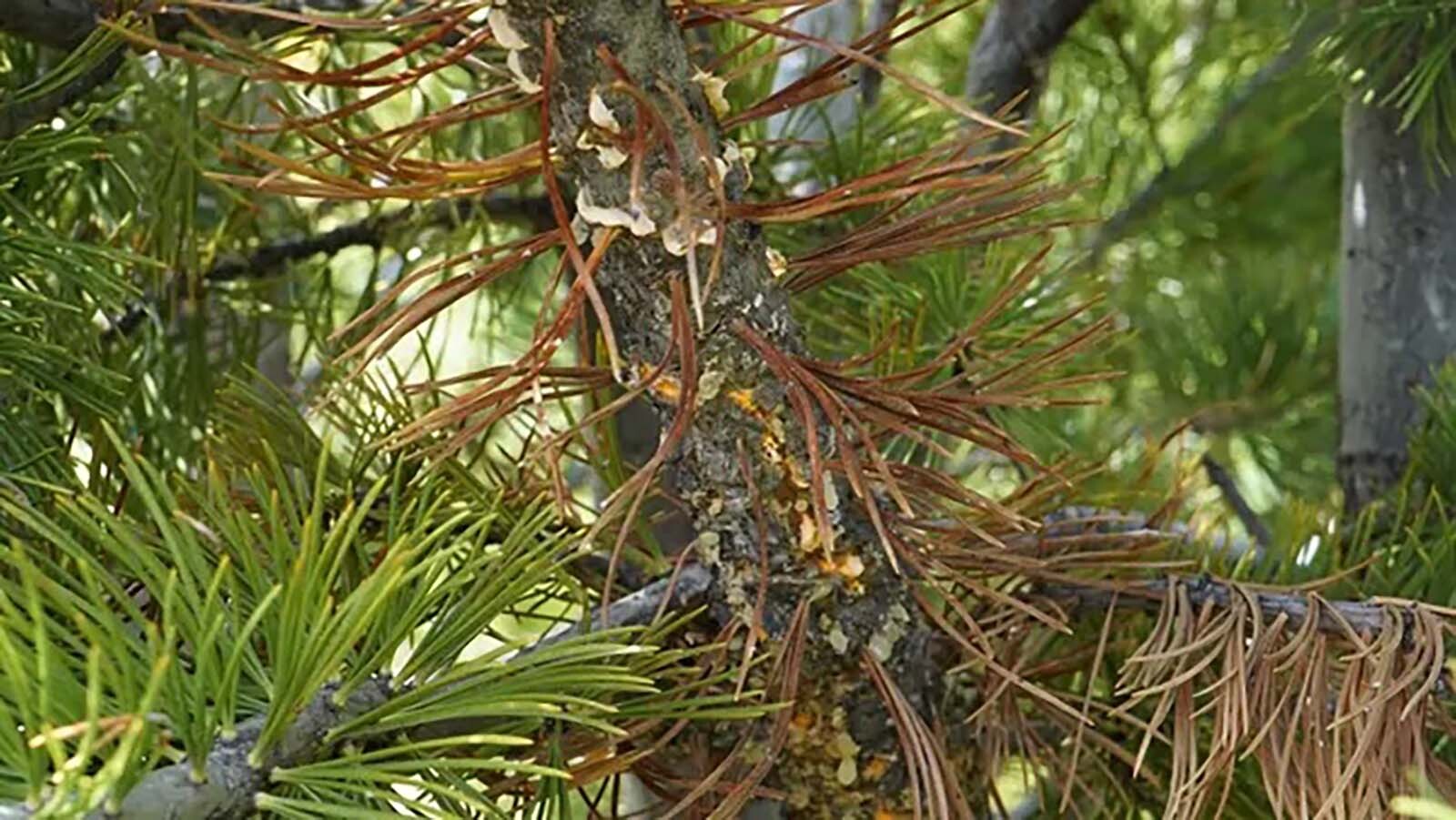 Up To 35% Of Wyoming's High Country Is Dead 'Ghost Forest’ — And It's ...