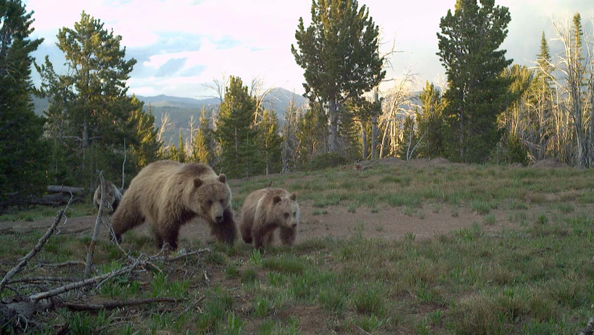 From Bear Wrestling To Wildlife Monitoring, AI And Tech Evolution Fuels ...