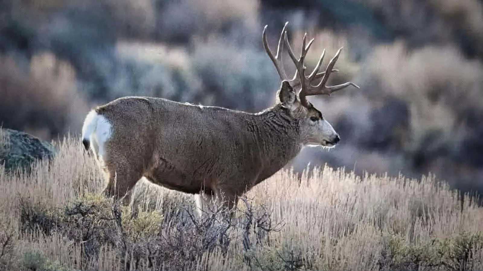 Wyoming Mule Deer Fat And Happy Now But Biologists Say Snowfall Is ...