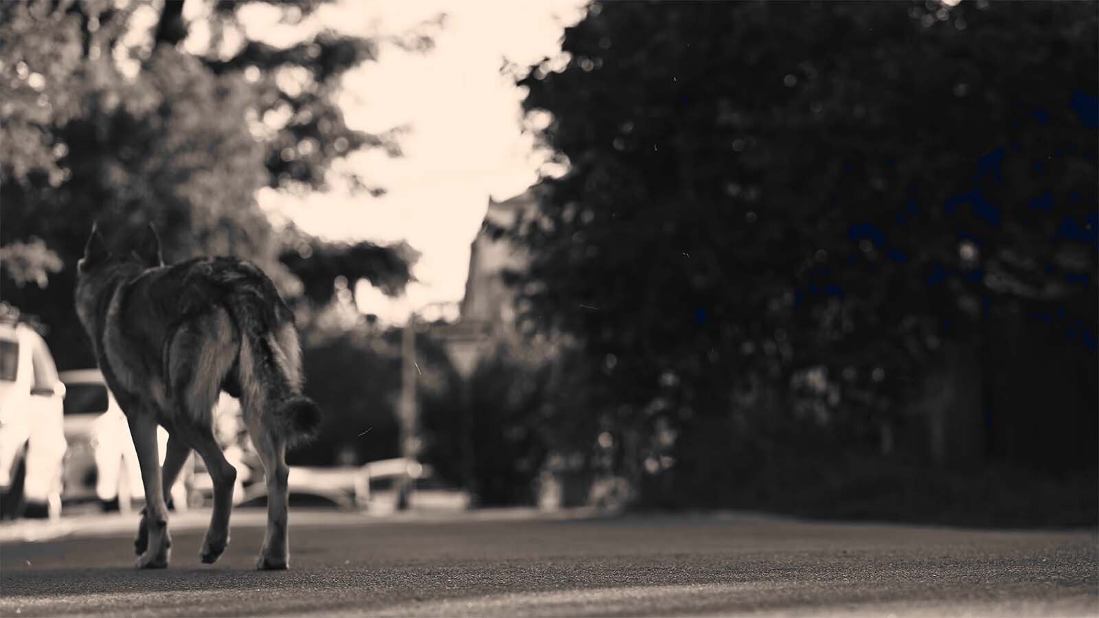 Why New Mexico Kids Wait In Protective ‘Wolf Houses' At School Bus ...