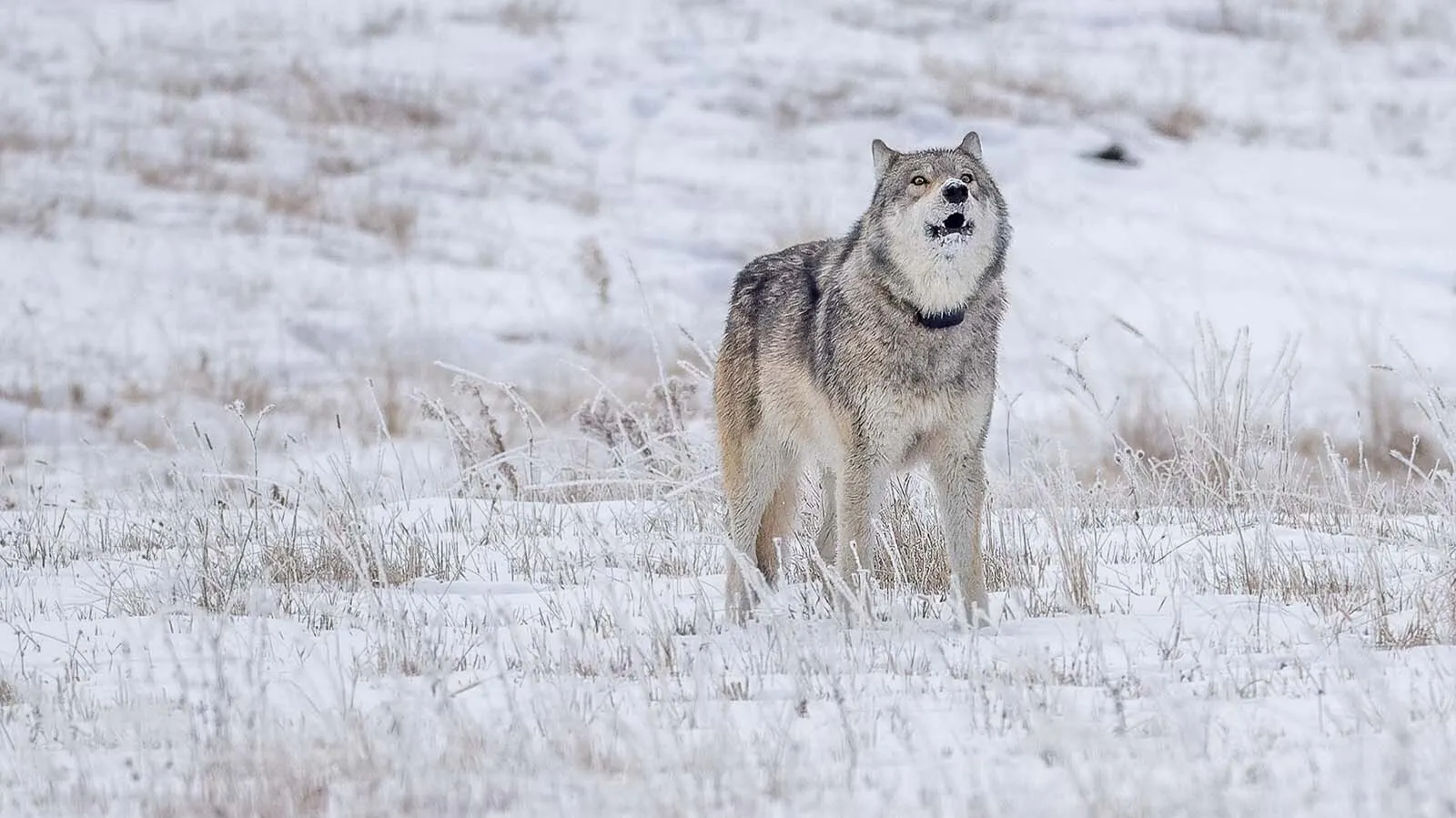 Wolf From Yellowstone’s Famous Junction Butte Pack May Have Been ...
