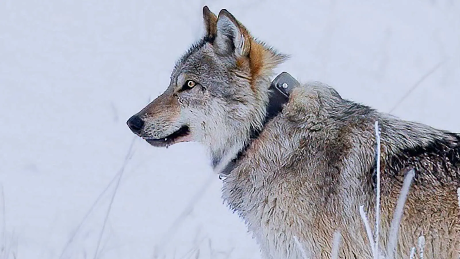 Wolf From Yellowstone’s Famous Junction Butte Pack May Have Been ...