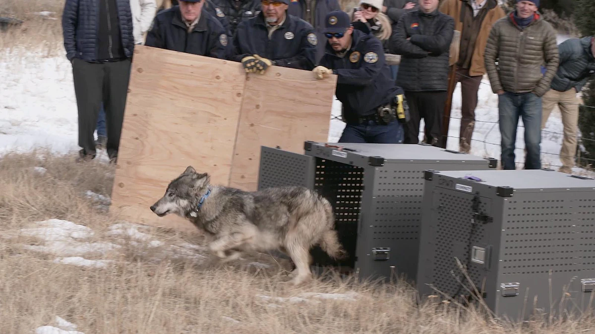 Colorado Wolves Caught For Killing Livestock Let Go, Blamed For Killing ...