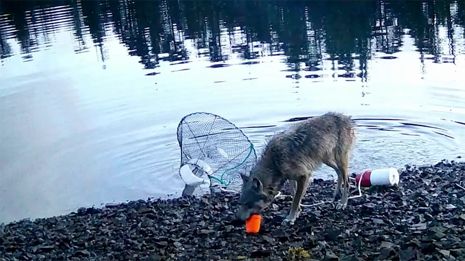 Researchers Say Wolves Are Smart Enough To Use Tools | Cowboy State Daily