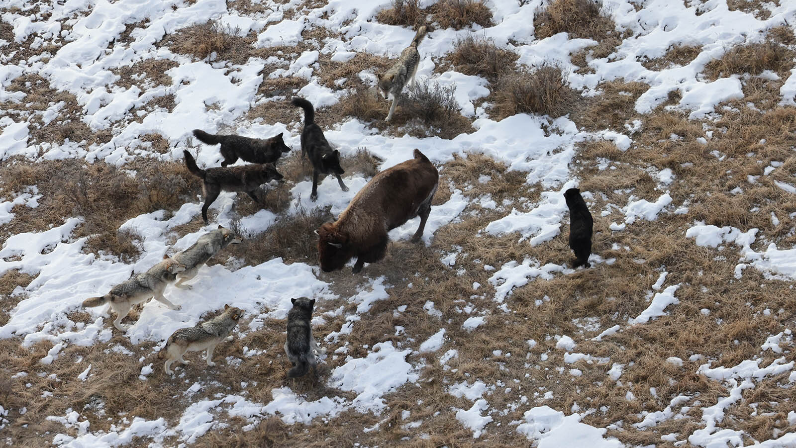 Yellowstone Has Fewer Elk, So Wolves Form Bigger Packs To Hunt Bison ...