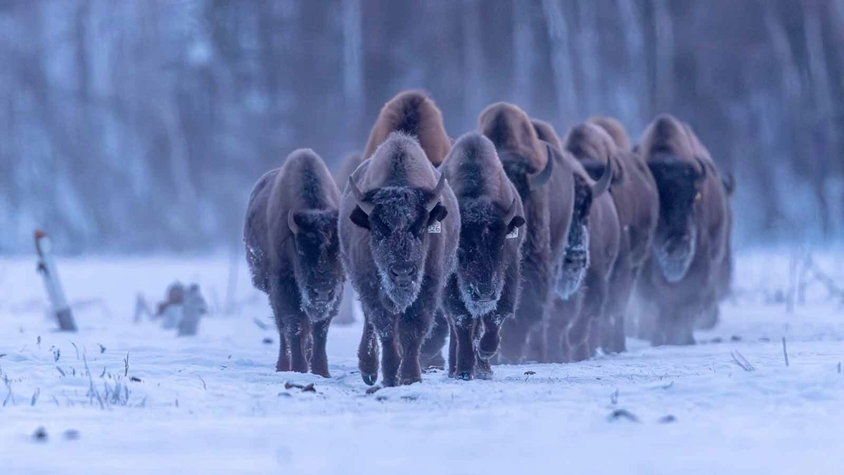 Alaska Moves To Restore Wood Bison, Even Bigger Cousins Of Wyoming’s ...