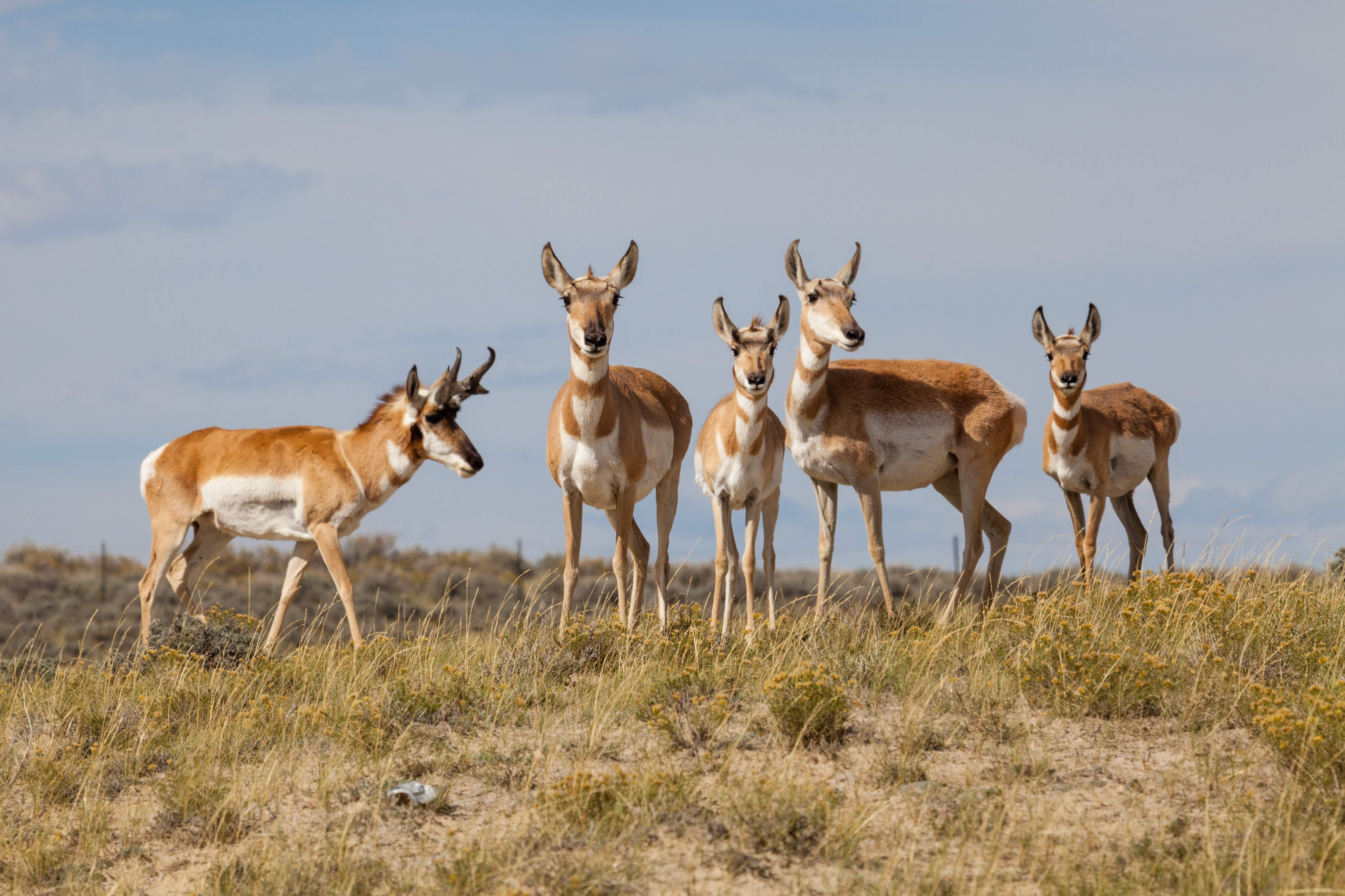 Wyoming’s Famous For Its Iconic Pronghorn — But Don’t Call Them ...