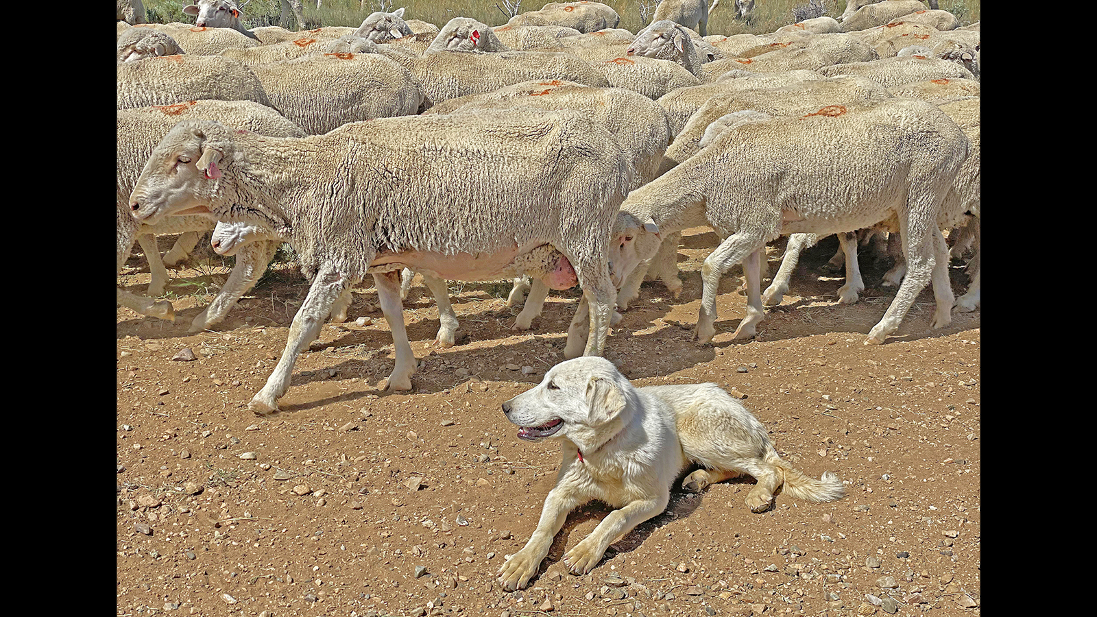 Wyoming Ranchers Salute Great Pyrenees In Georgia Who Fought Off 11 ...