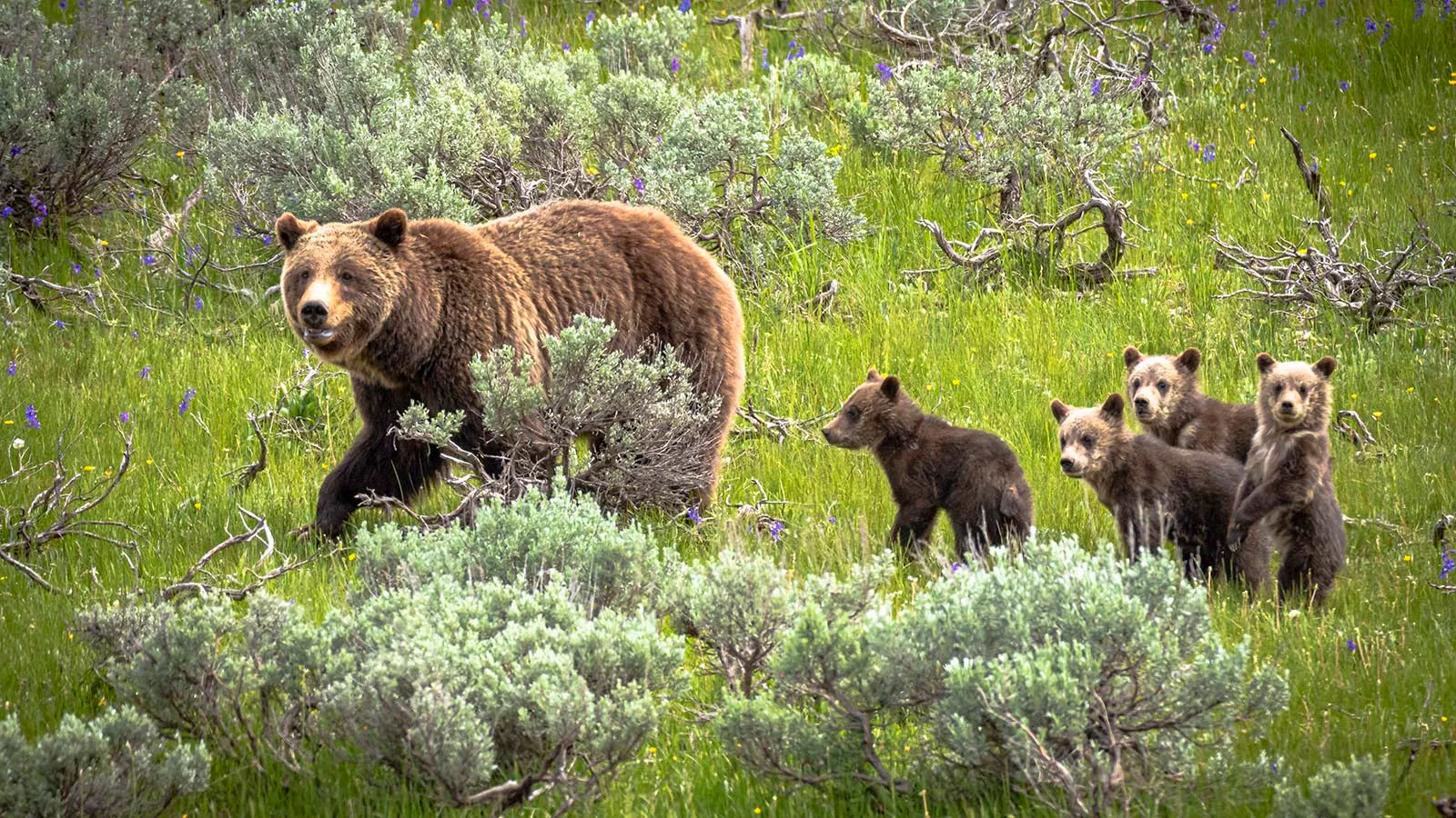 World Famous Grizzly 399 Dead After Hit By Vehicle | Cowboy State Daily