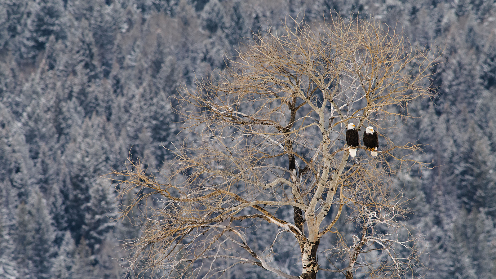 Wyoming Birders Live For Spring, And Spotting Something Rare Or ...