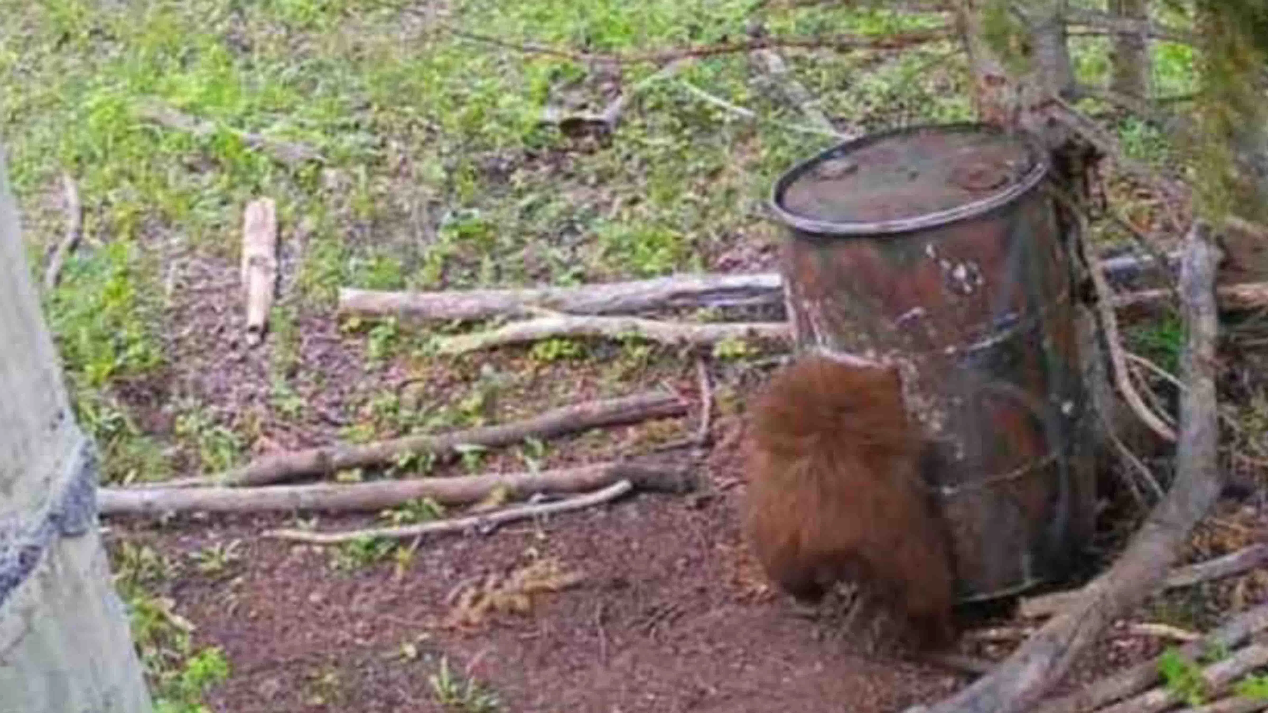 Proposed Bear-Baiting Ban In Wyoming Sparks Debate Over What’s Ethical ...