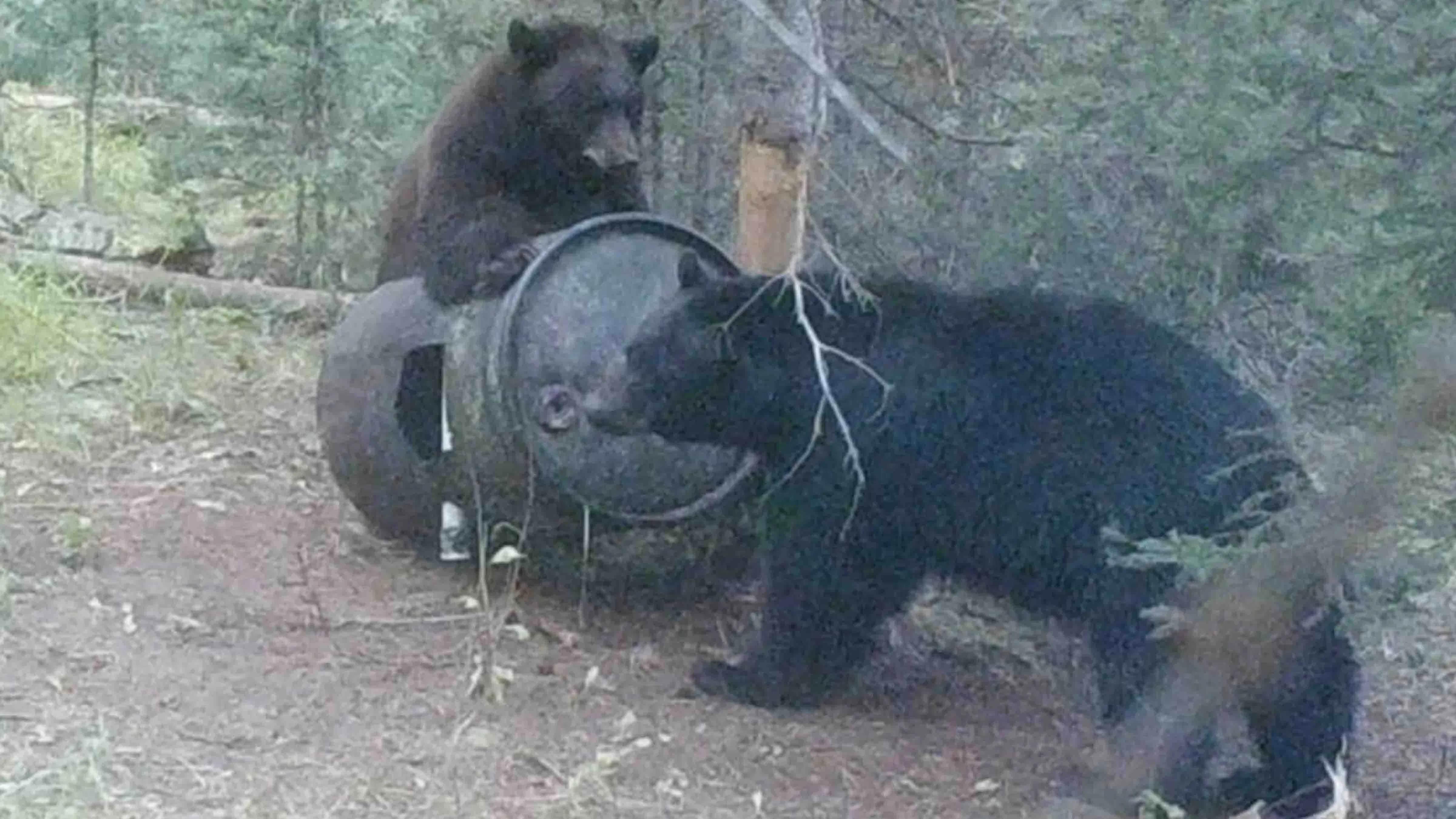 Proposed Bear-Baiting Ban In Wyoming Sparks Debate Over What’s Ethical ...