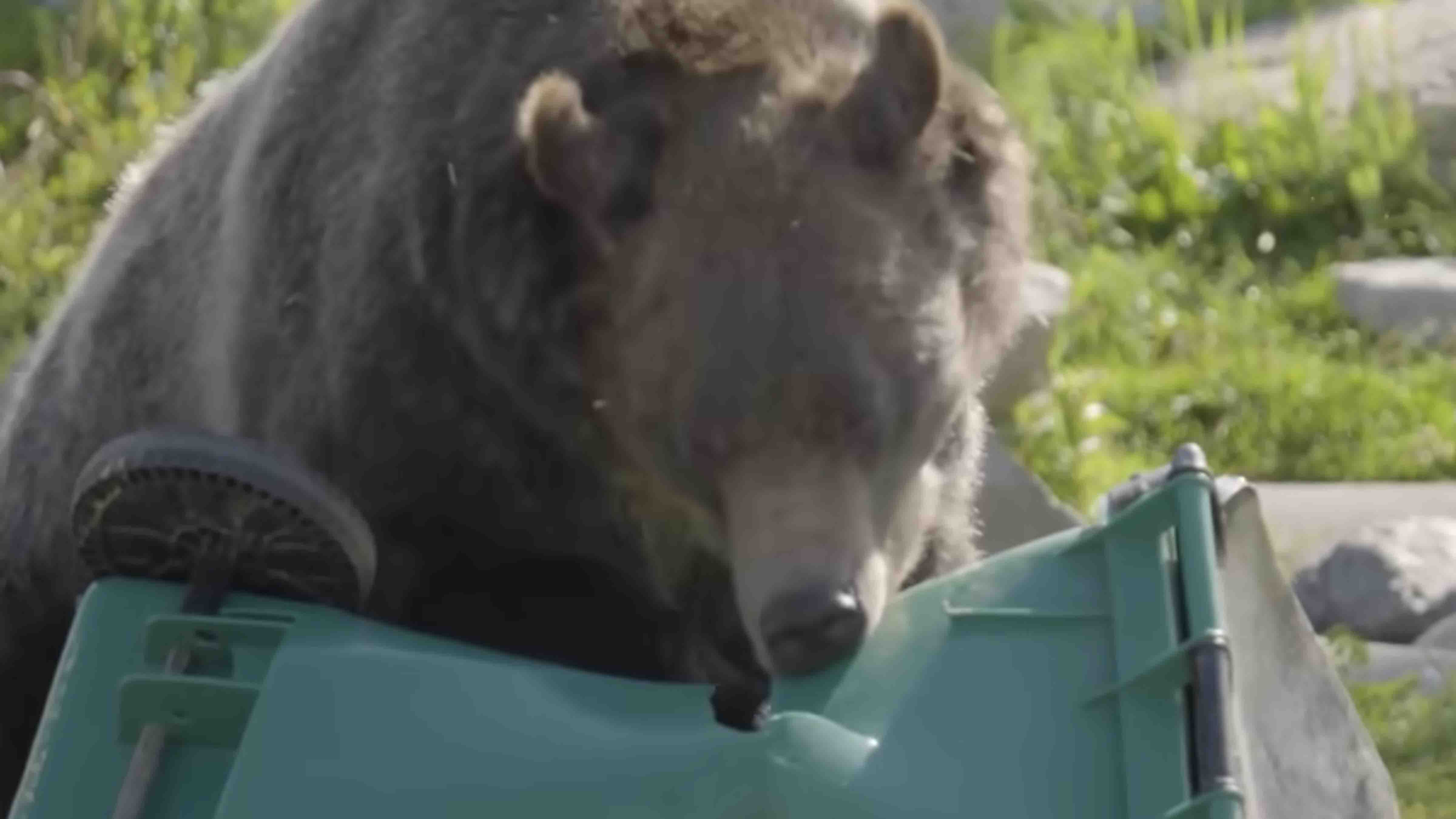 Companies Pay To Have Grizzly Bears Rip Products Apart In West ...