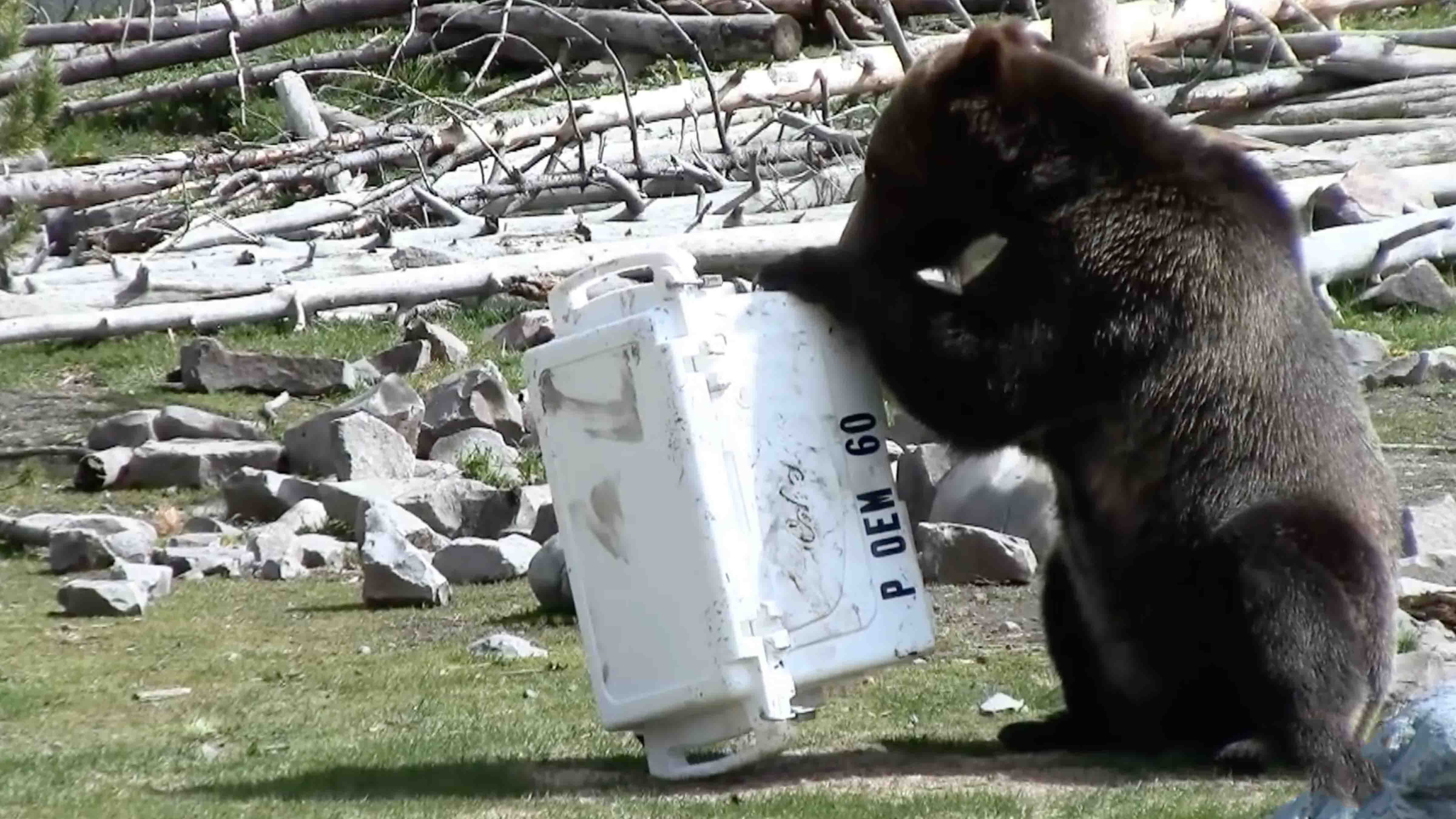 Companies Pay To Have Grizzly Bears Rip Products Apart In West ...