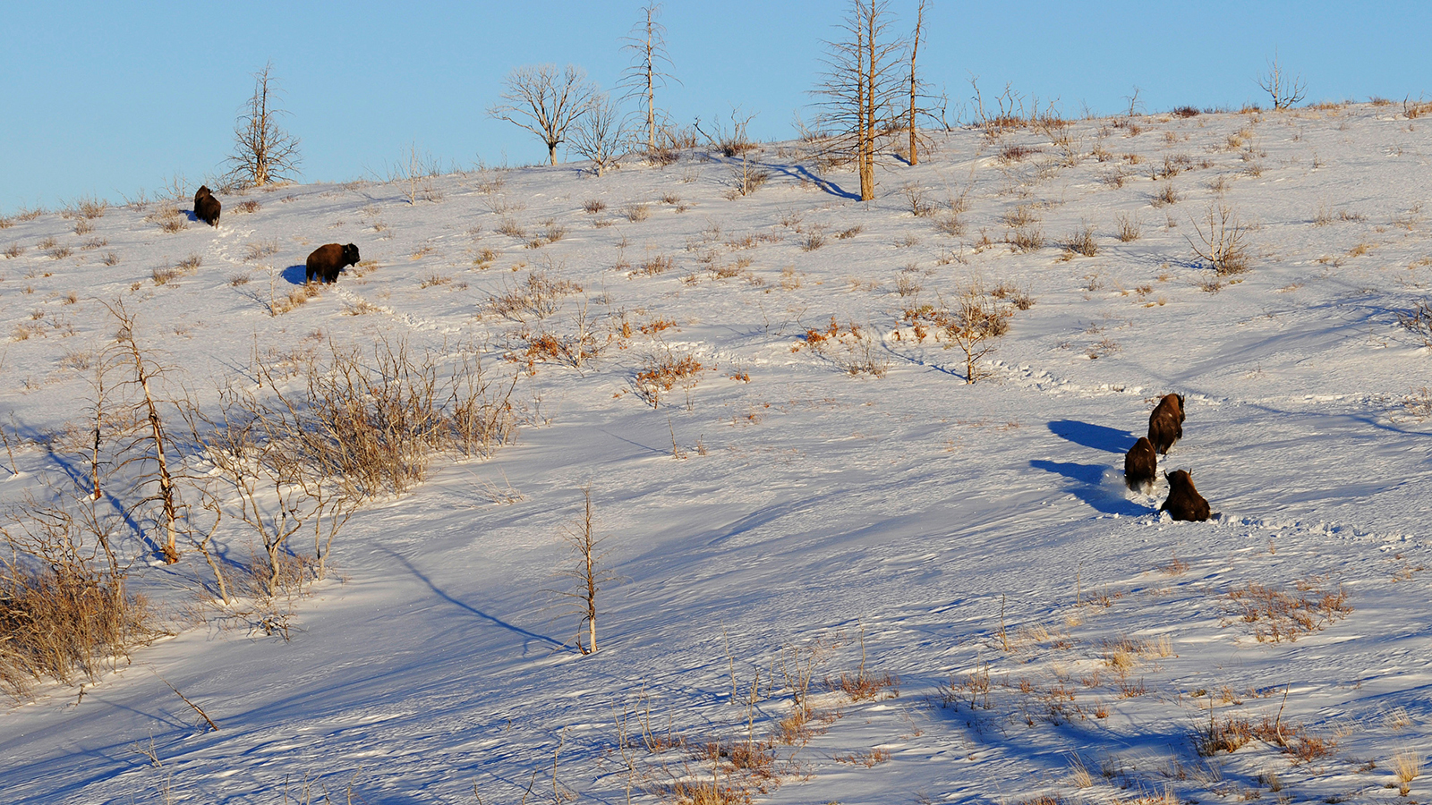 Bison Crossing From Utah Into Colorado Now Officially Protected ...