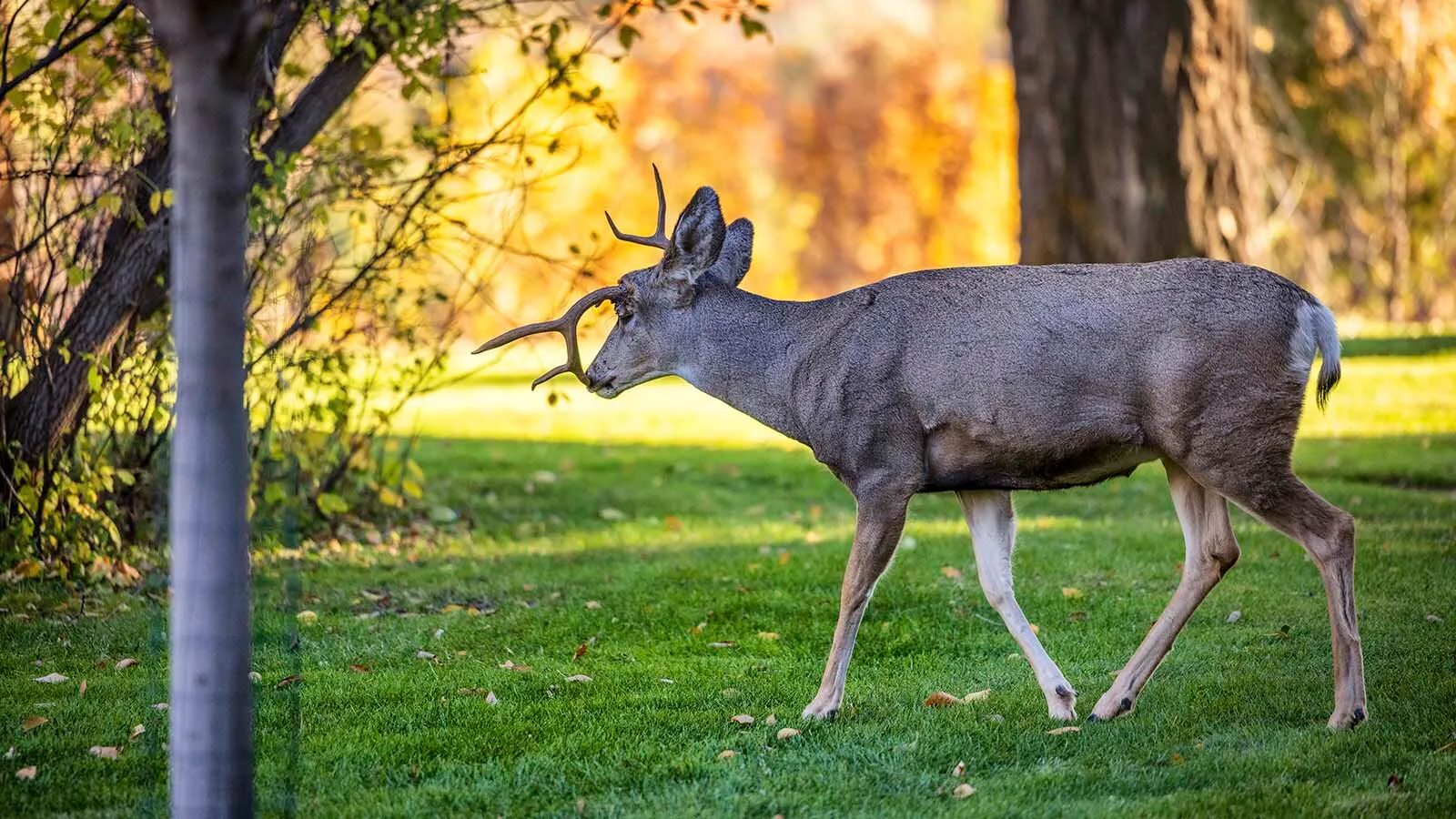 Mule Deer Buck With Bizarre, Rare Antler Break Turns Heads In Sheridan ...