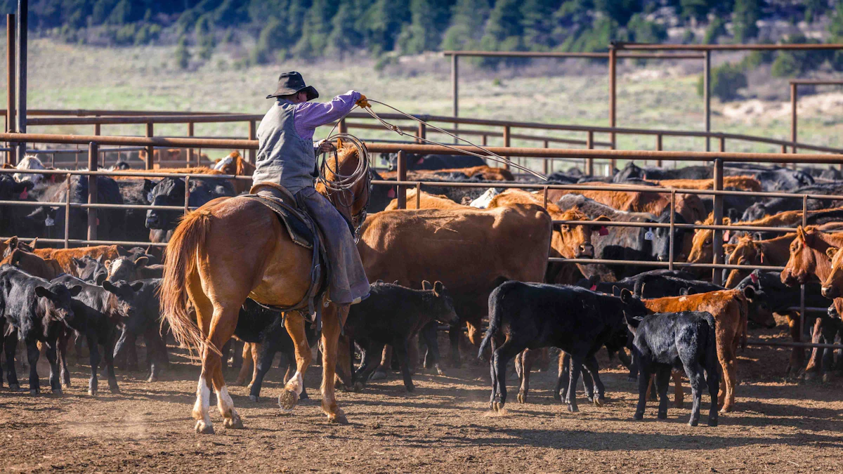 Record Beef Prices Has Aging Ranchers Selling Off Herds And Cashing Out ...