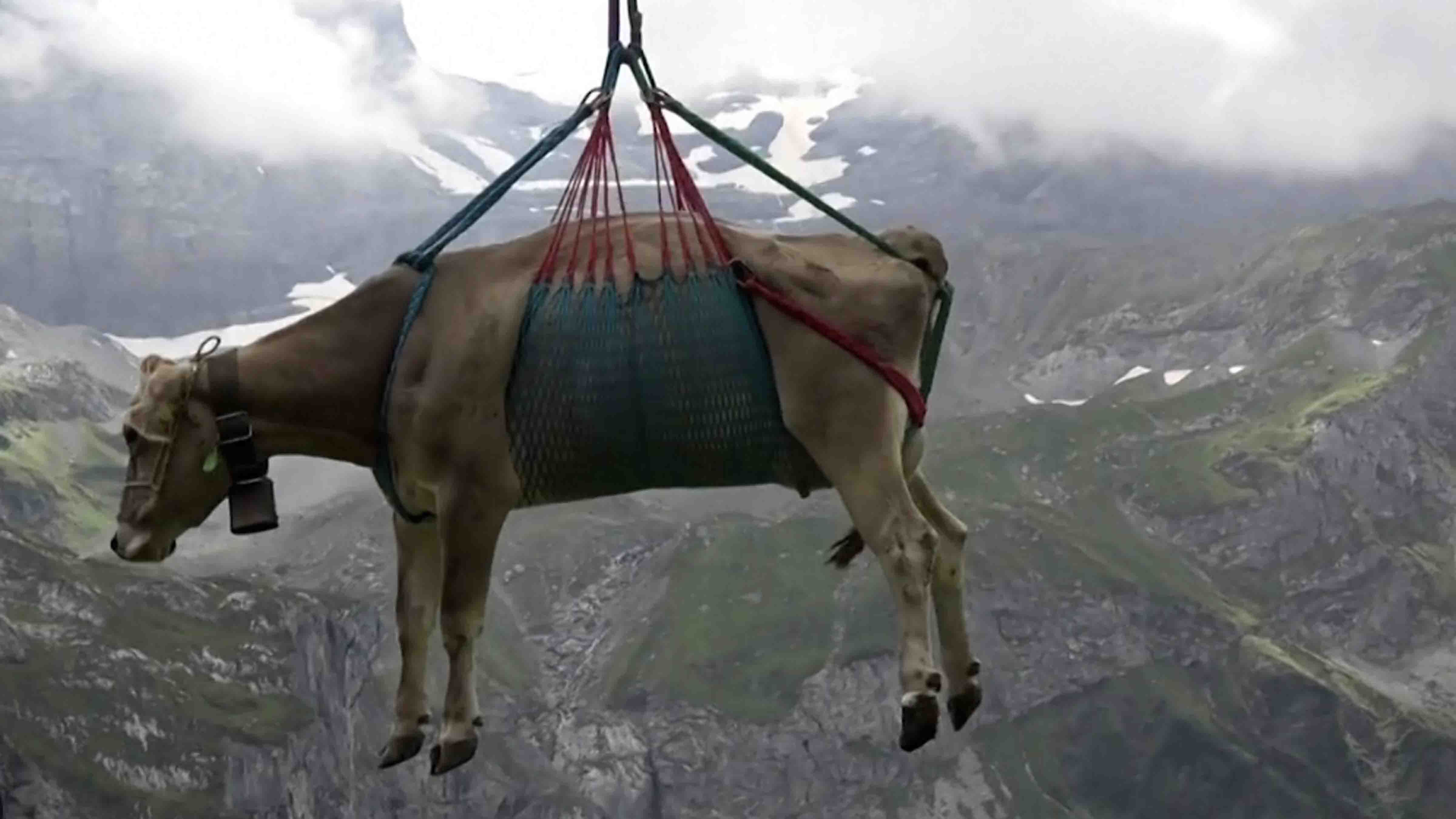 Why Airlifting Cows By Helicopter Not Practical For Wyoming Ranchers ...