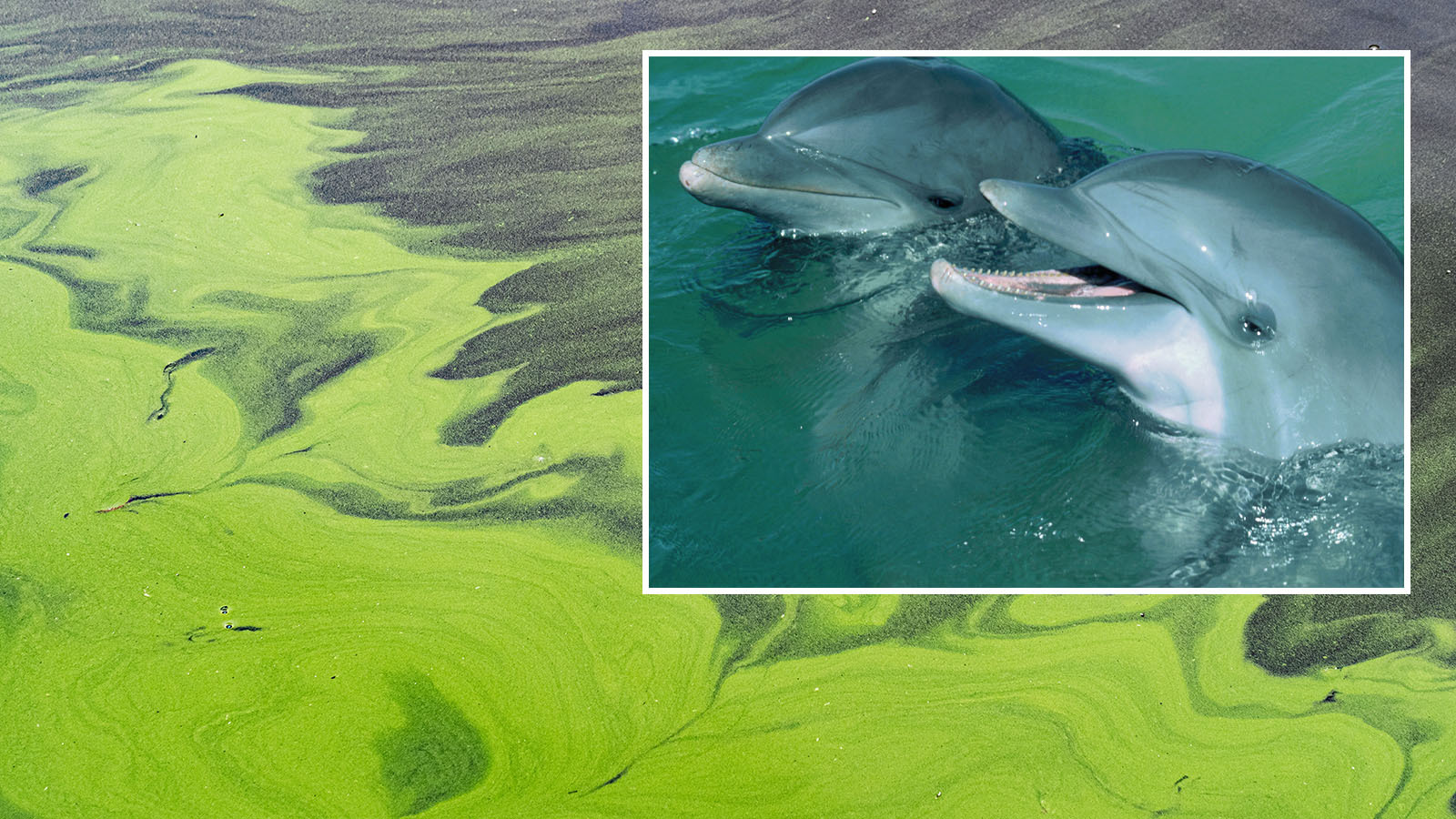 Jackson Scientists Study Dolphin Brains In Quest To Cure Alzheimer’s ...