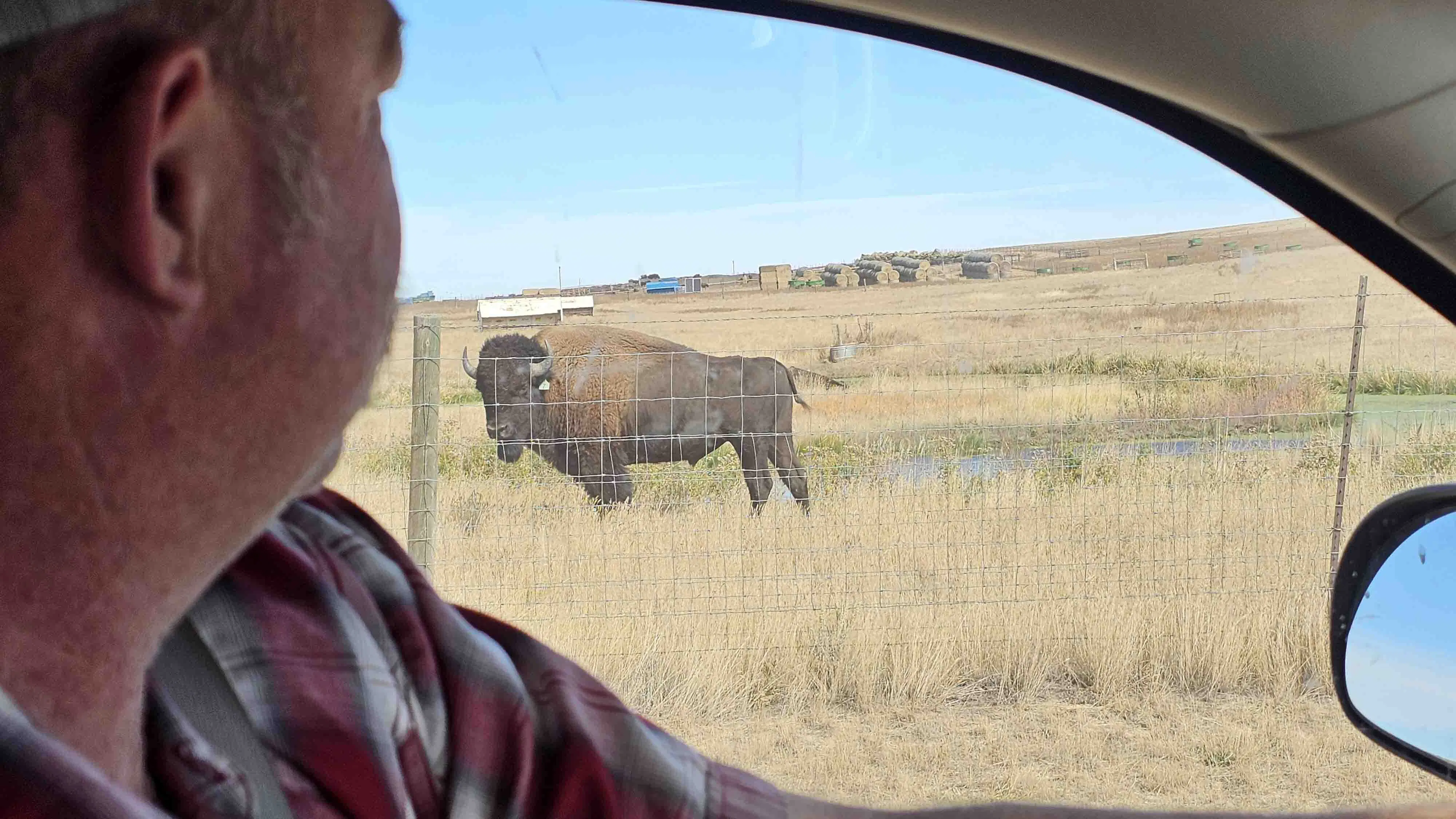 Of Buffalo Bones And Bison Dreams — Life On Wyoming’s Biggest Bison ...