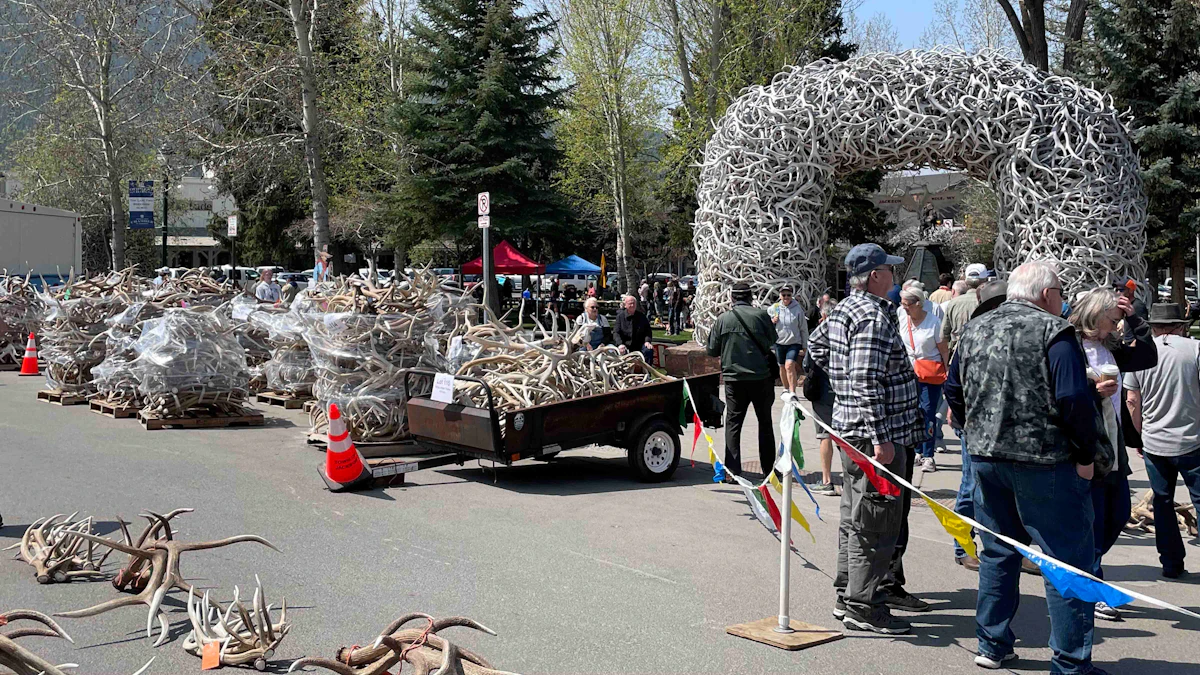 Early Elk Migration Could Be To Blame For Low Sales At Jackson Antler ...