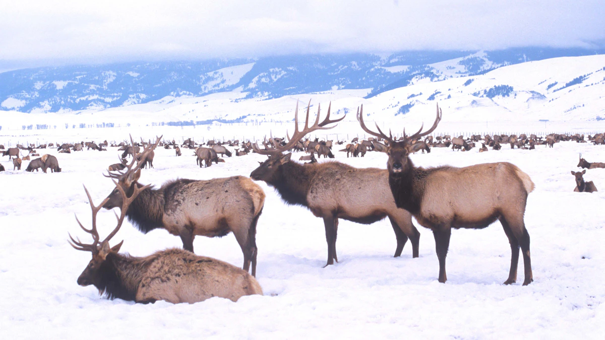Did You Know? Elk Are Nature's Garbage Disposals, They'll Eat Anything ...