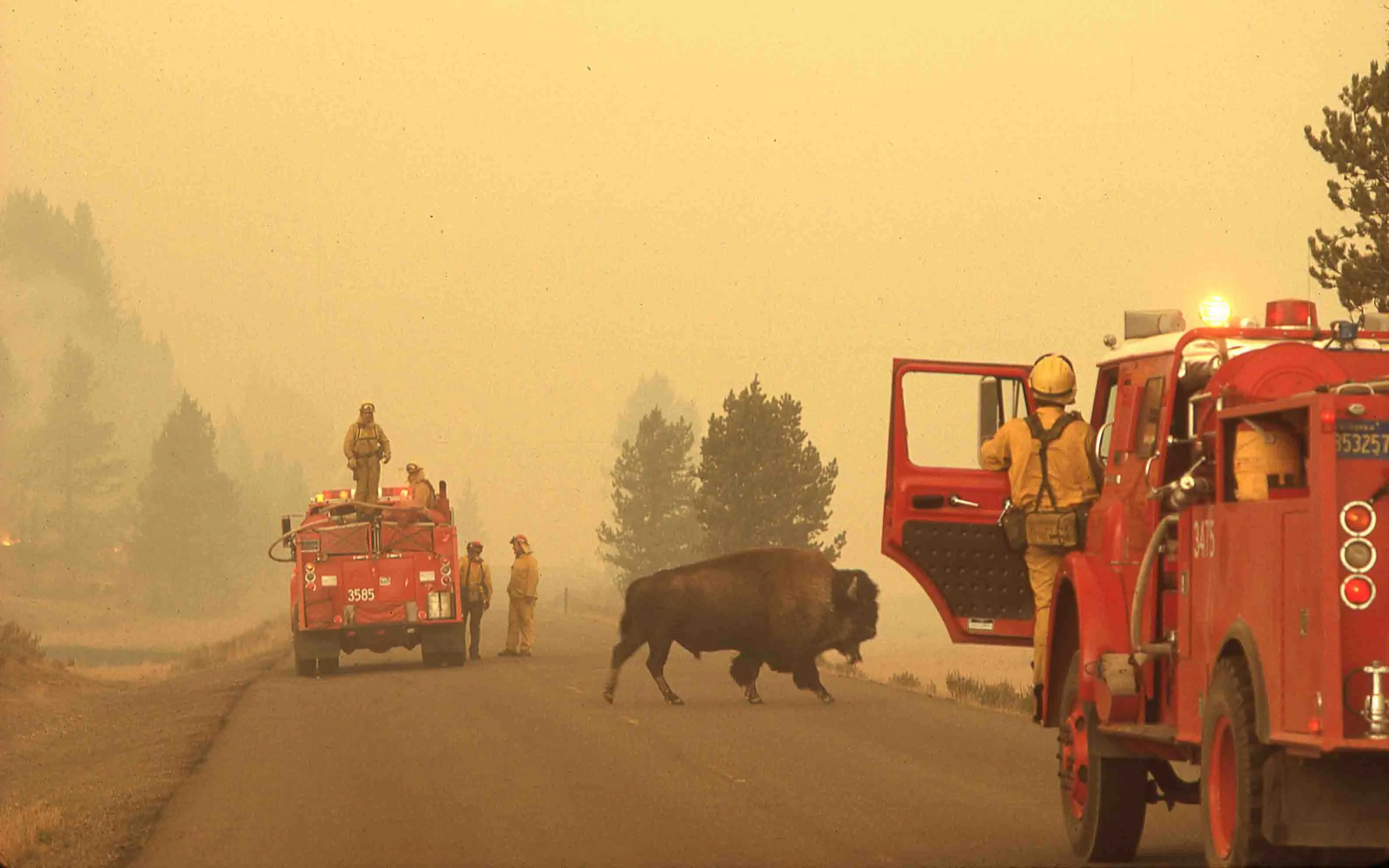 Counting Dead Elk And Bison Carcasses Was A Real Job In Yellowstone ...