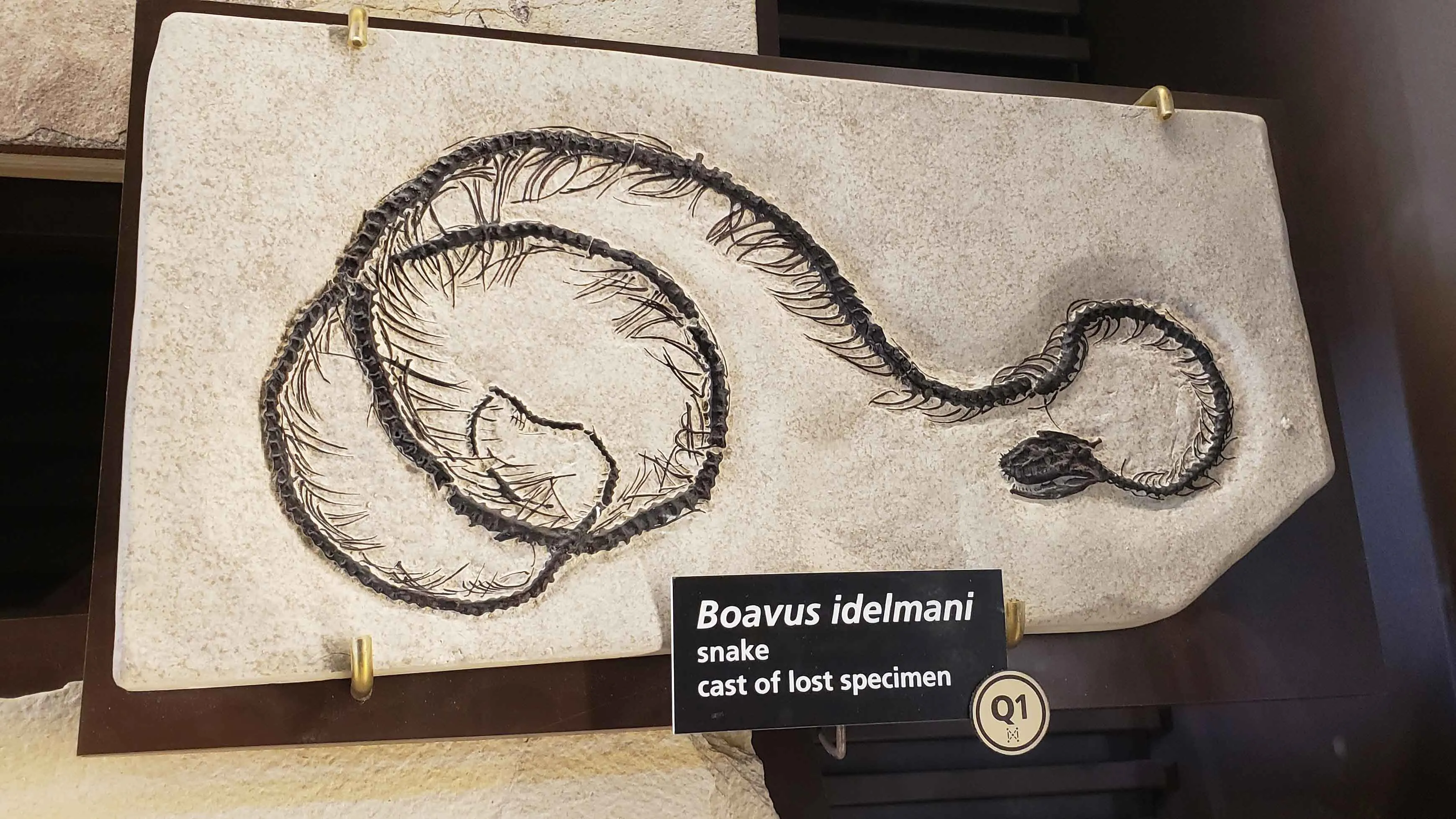 Wyoming Places: Tourists Can Get Up Close With Fossils At Fossil Butte ...