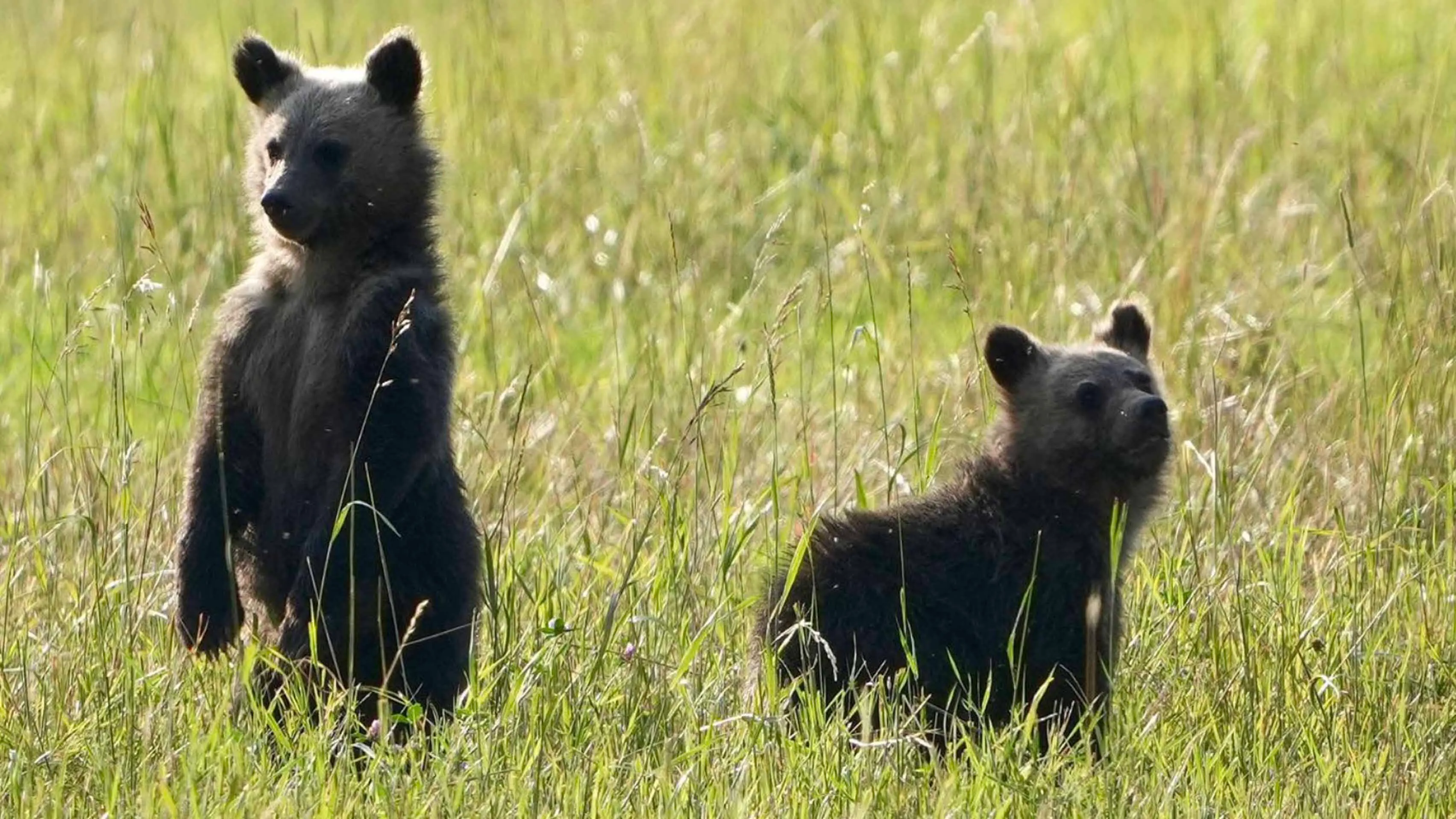 More Grizzlies Than Ever Are Showing Up On The B Bar Ranch | Cowboy ...