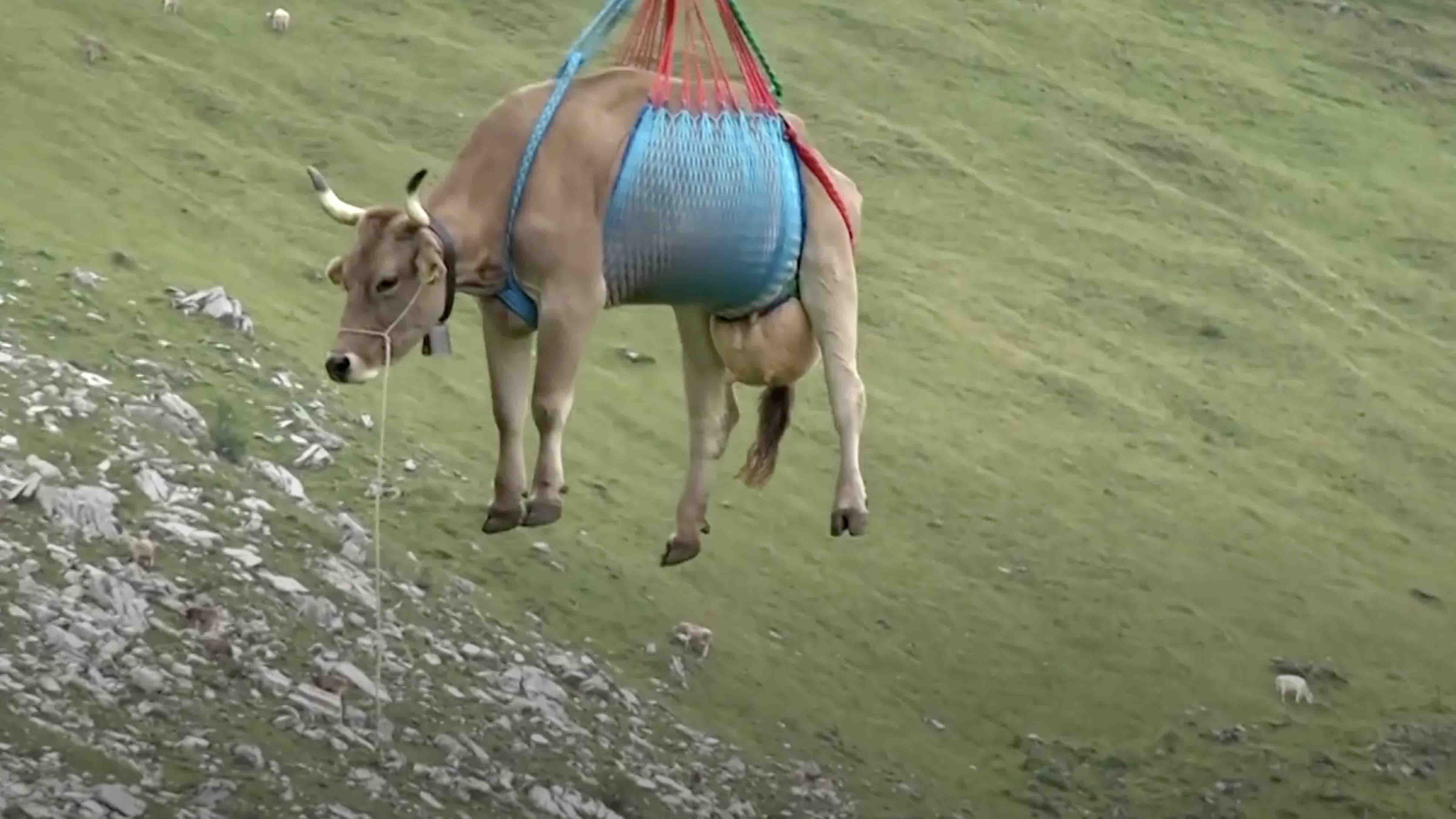 Why Airlifting Cows By Helicopter Not Practical For Wyoming Ranchers ...