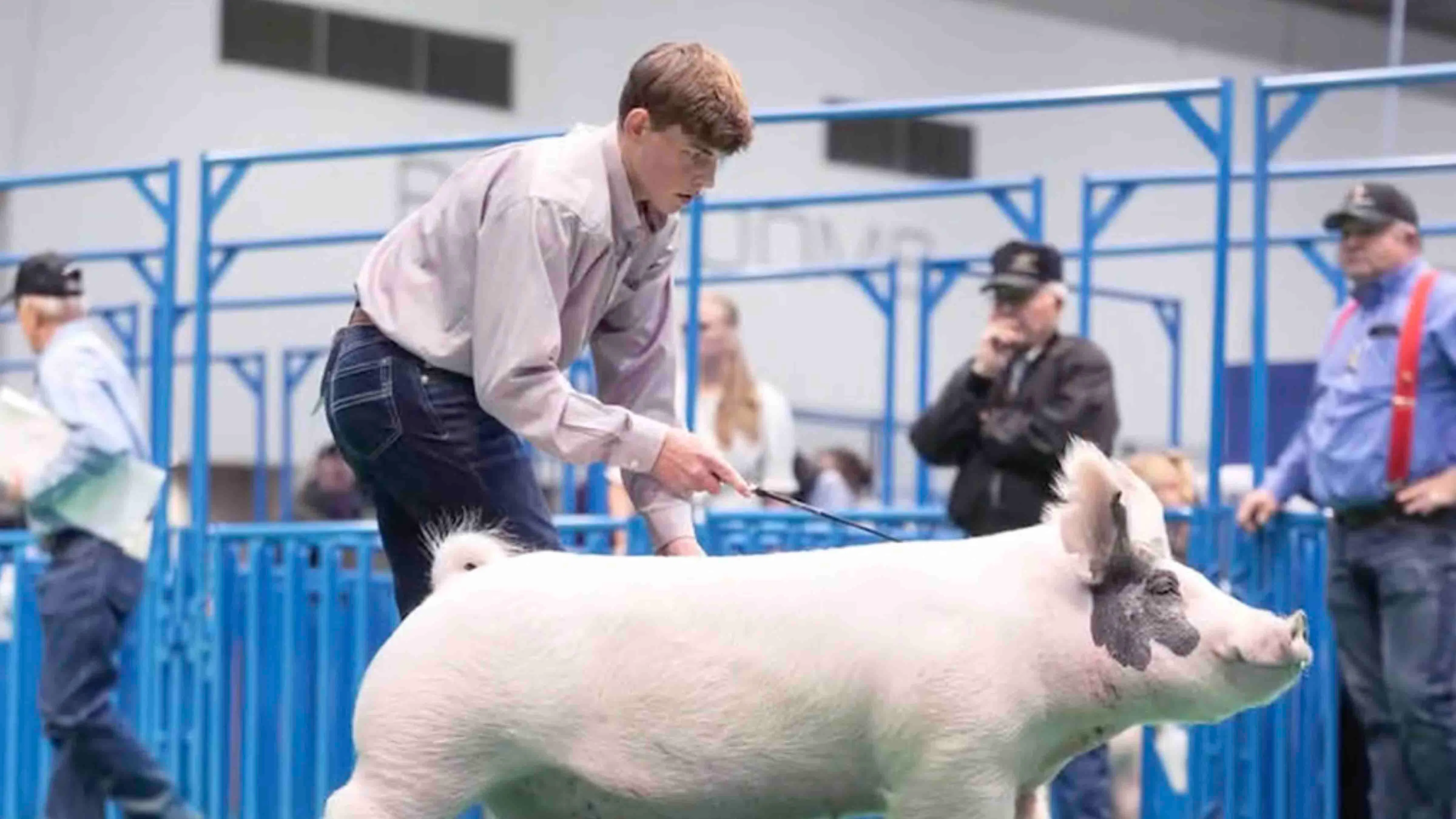 Holy Cow! Pig Raised By 15-Year-Old Sells For World Record $505,000 ...