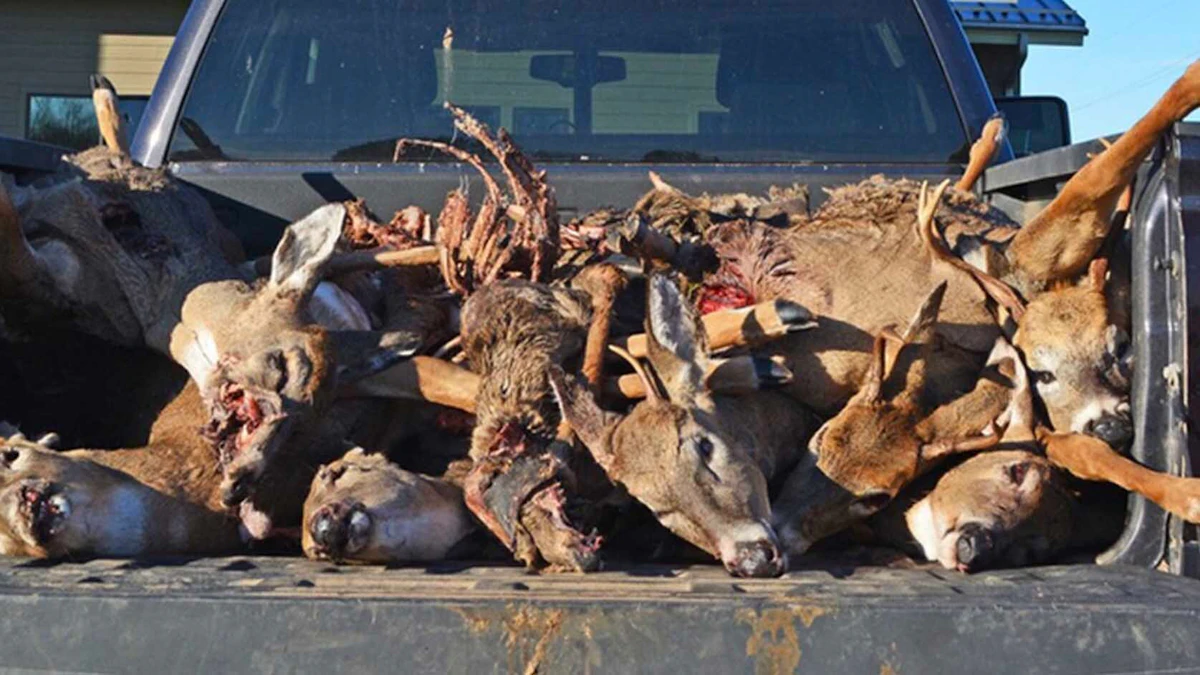New Study Reveals 96% Of Poachers In U.S. Get Away With It, Costing $1. ...