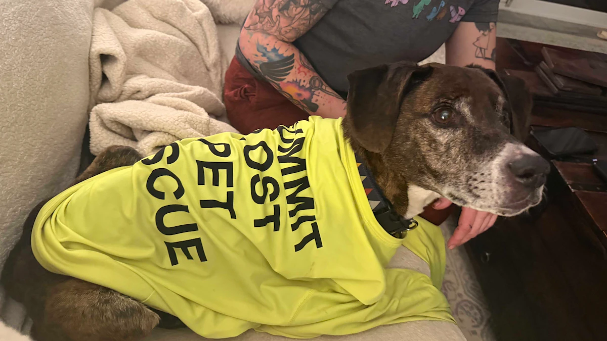 Dog Rescued After 43 Days Lost In The Colorado Rockies | Cowboy State Daily