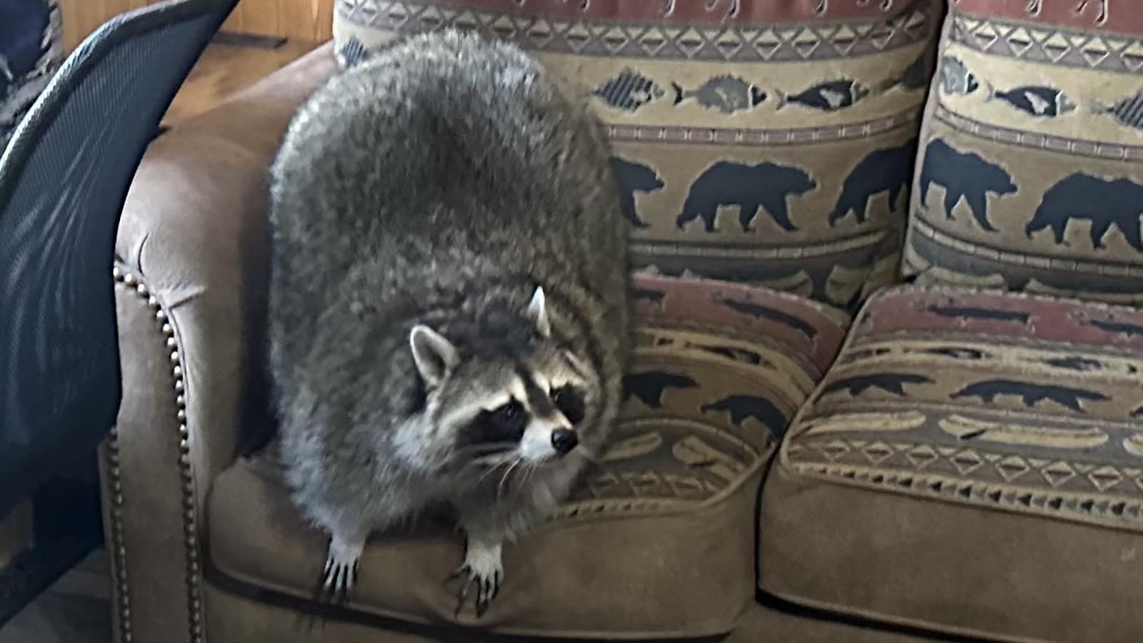 Wyoming Family Has A 56-Pound Tank Of A Pet Raccoon Named Rico | Cowboy ...